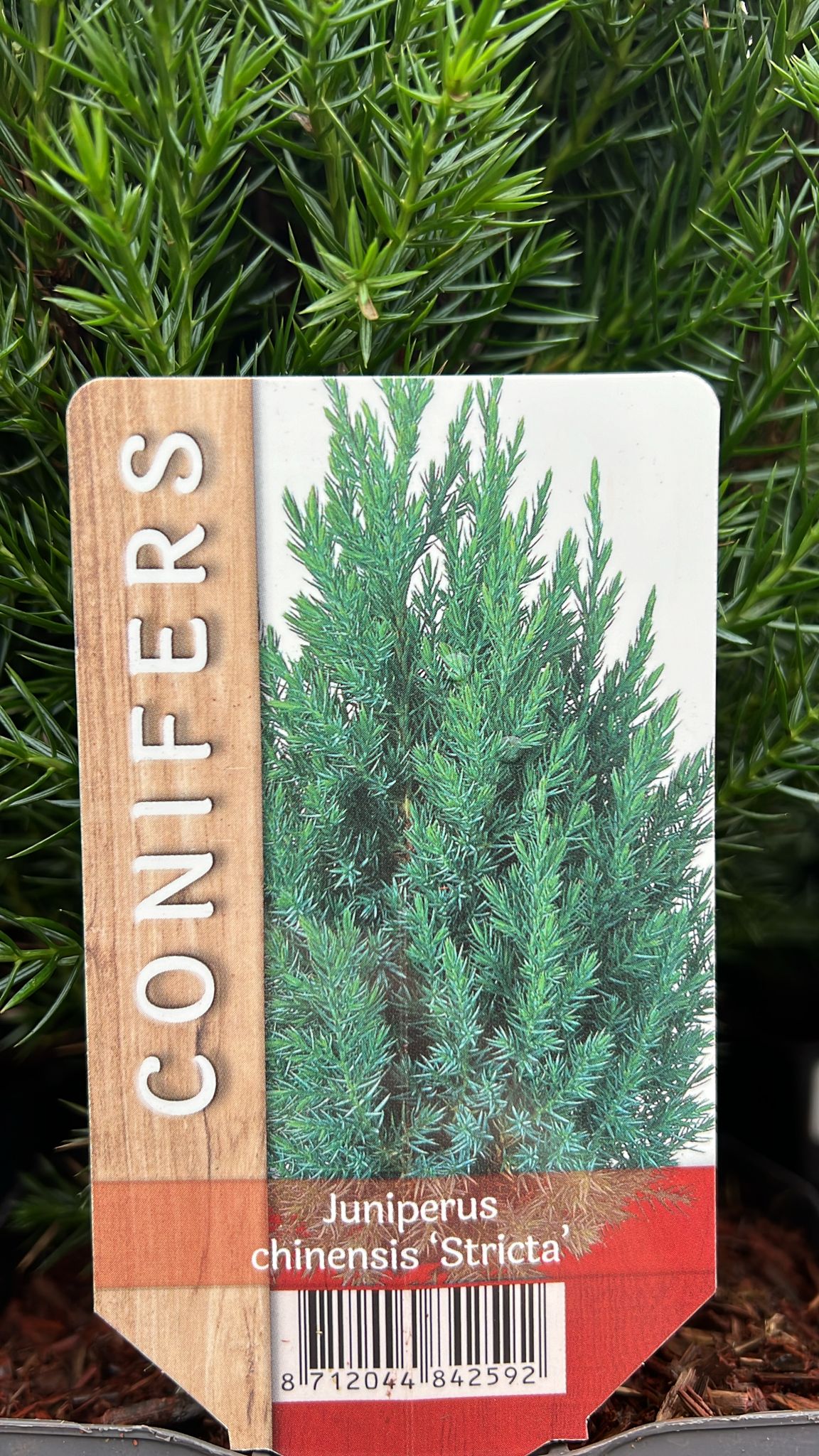 Conifer. Juniperus chinensis ‘stricta’ 2ltr - Holland House Garden ...