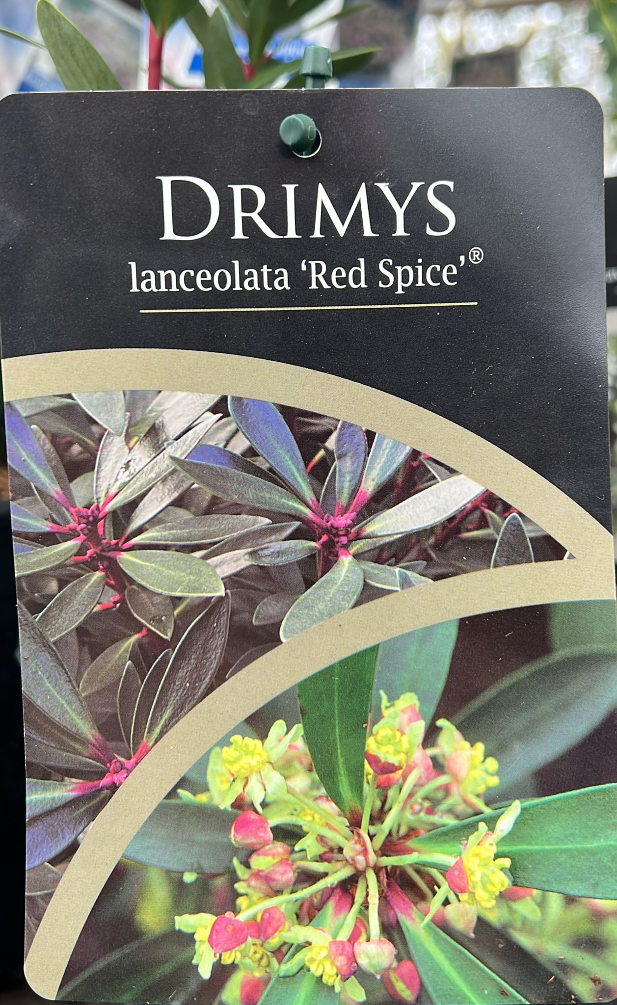 Drimys Lanceolata Red Spice 2ltr - Holland House Garden Centre Preston