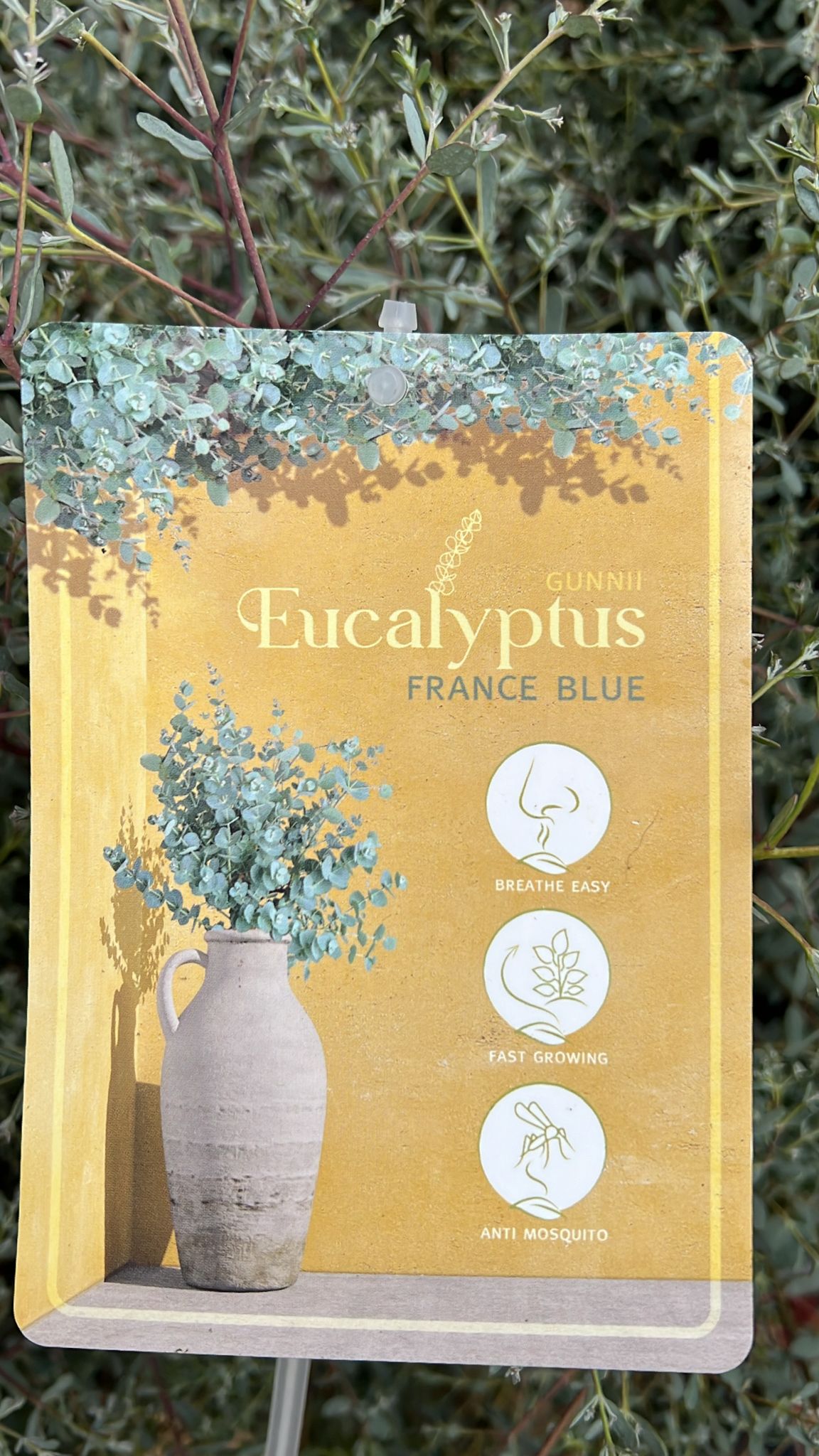 Eucalyptus Gunnii France Blue 4ltr - Holland House Garden Centre Preston