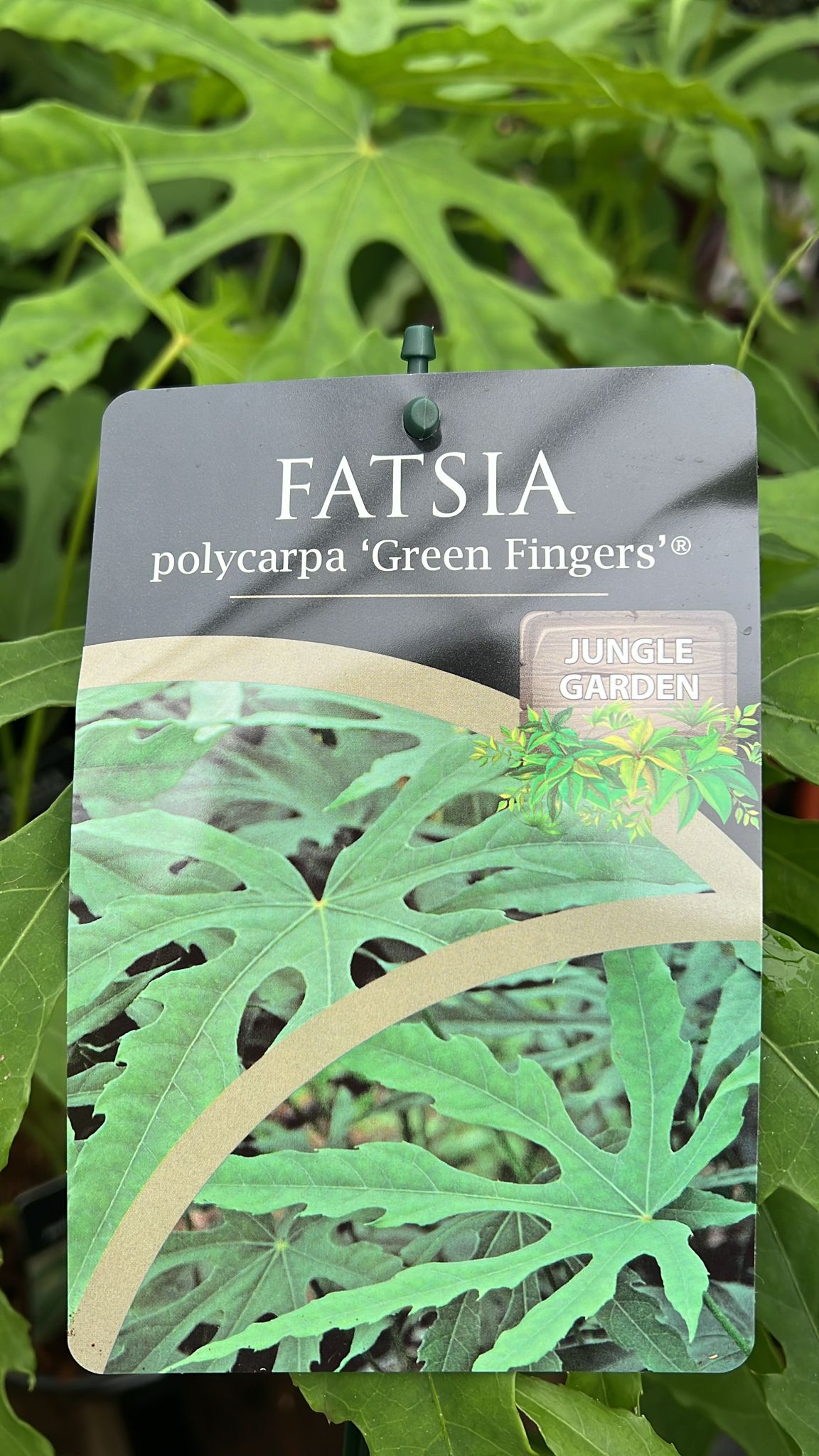 Fatsia polycarpa ‘green fingers’ 2ltr - Holland House Garden Centre Preston
