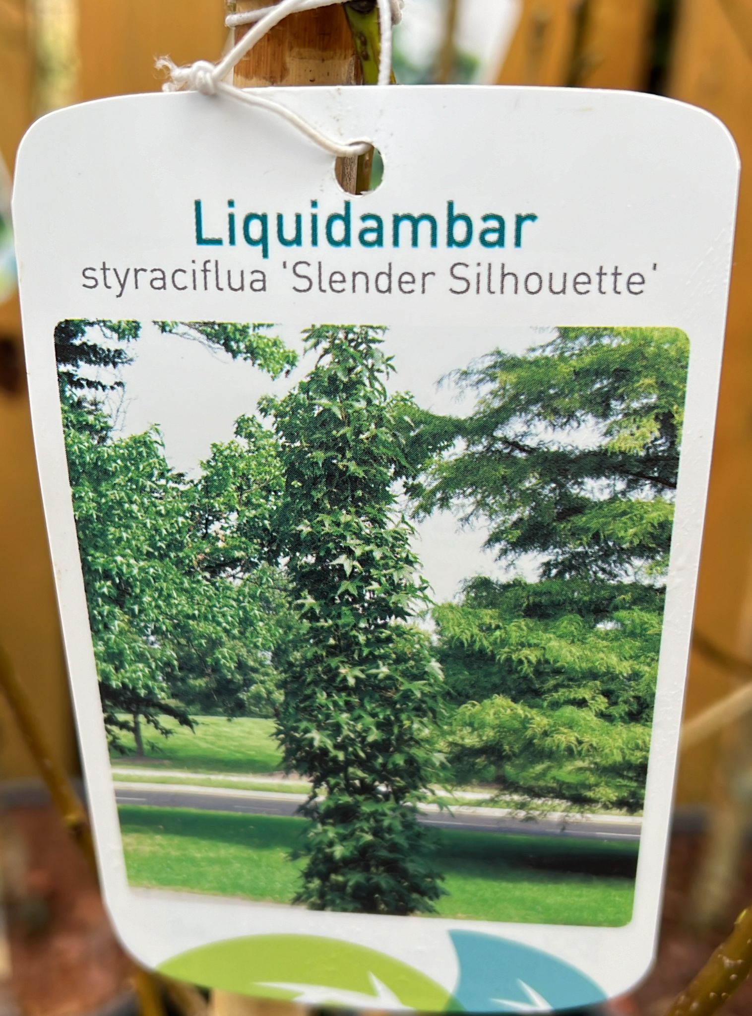 Liquidamber styraciflua ‘slender silhouette’ 6.5ltr - Holland House ...