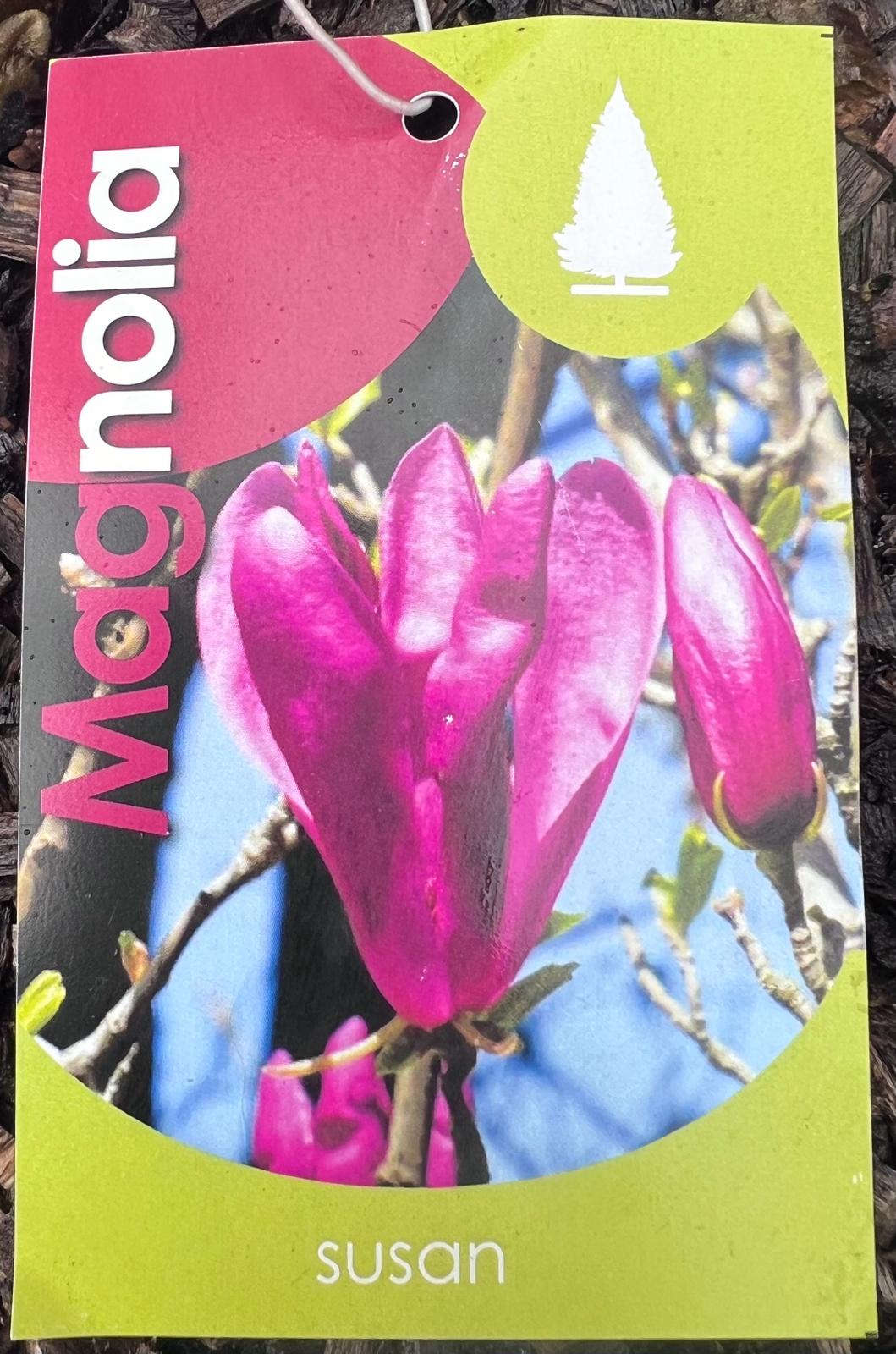Magnolia ‘Susan’ 5 6ft - Holland House Garden Centre Preston