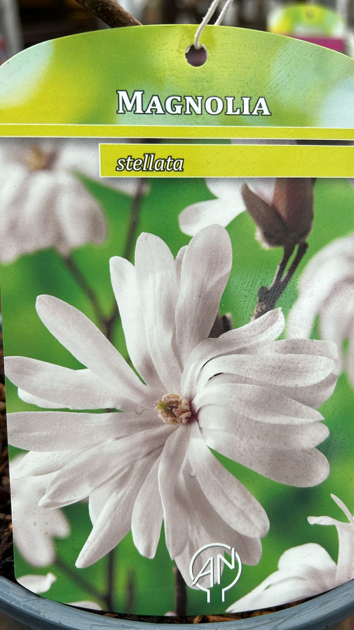 Magnolia Stellata 3Ltr - Holland House Garden Centre Preston