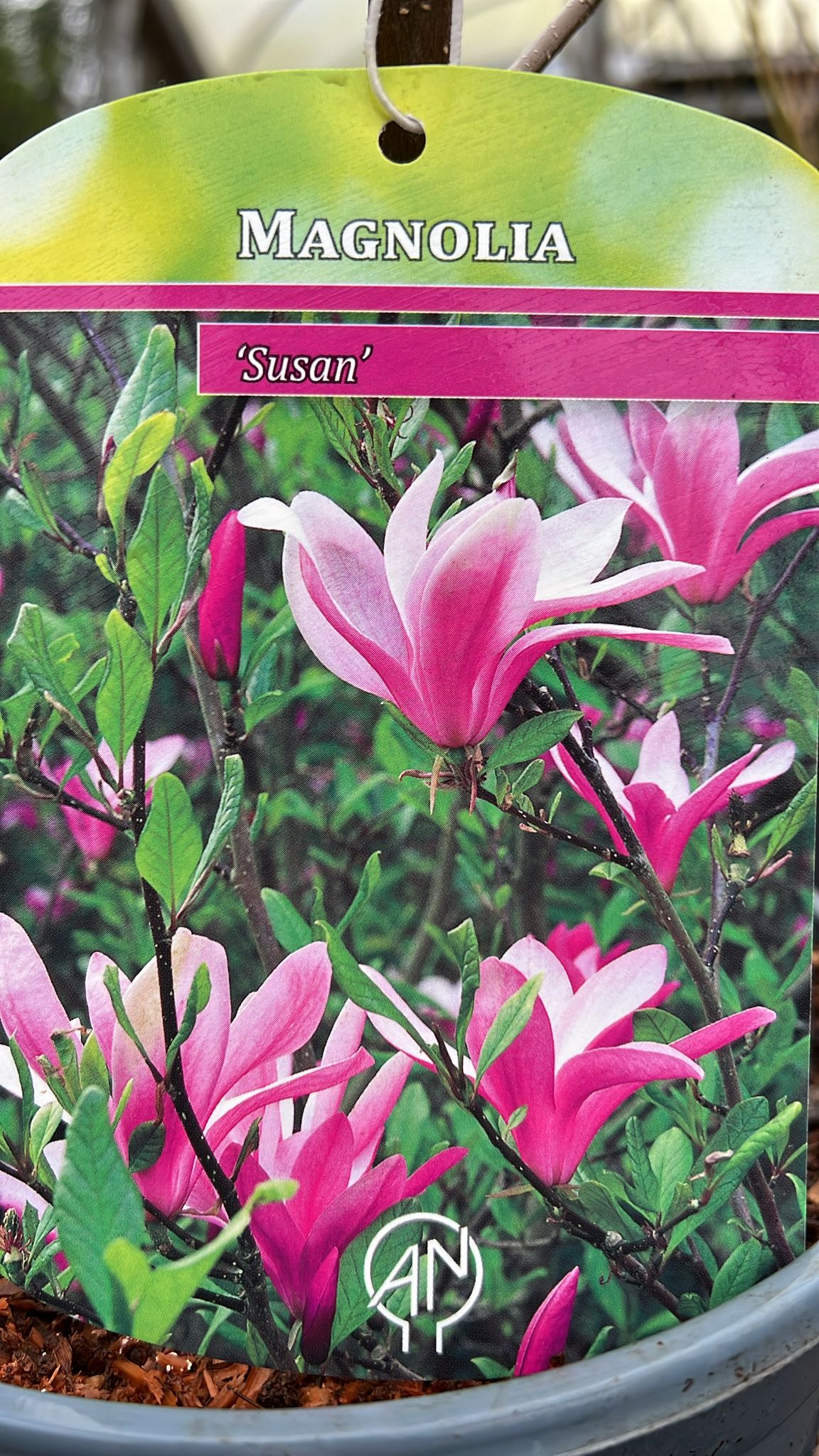 Magnolia Susan 3Ltr - Holland House Garden Centre Preston
