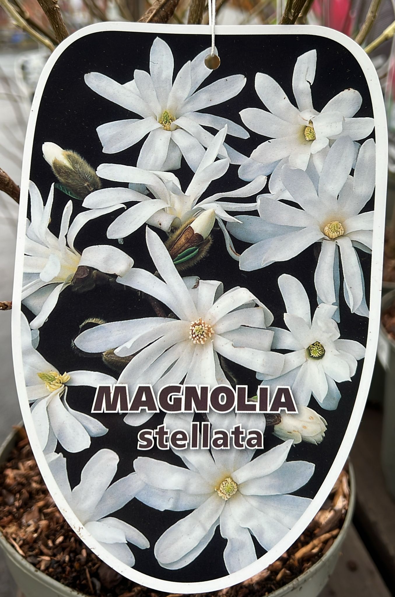 Magnolia stellata 2lt - Holland House Garden Centre Preston