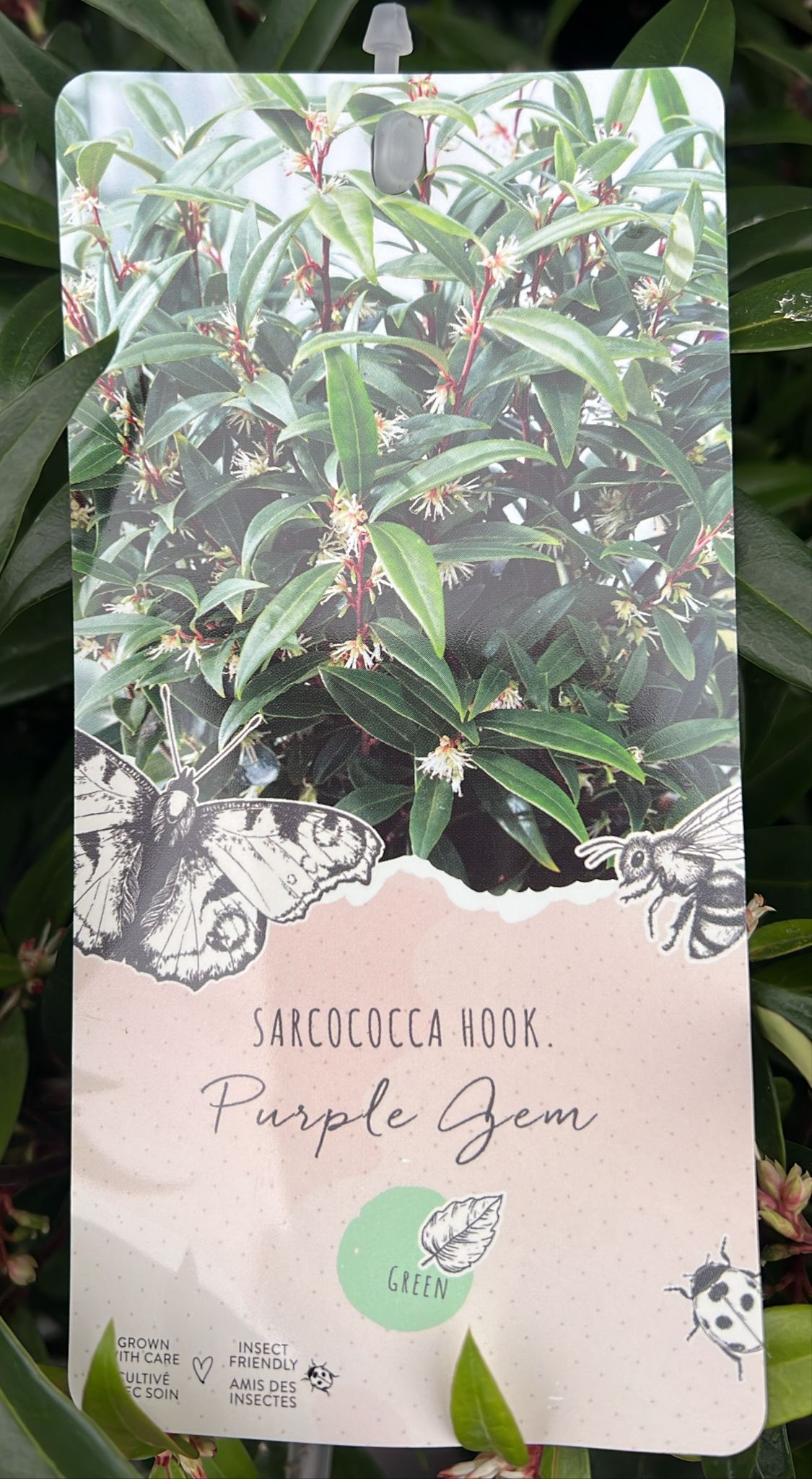 Sarcococca Hook 2ltr - Holland House Garden Centre Preston