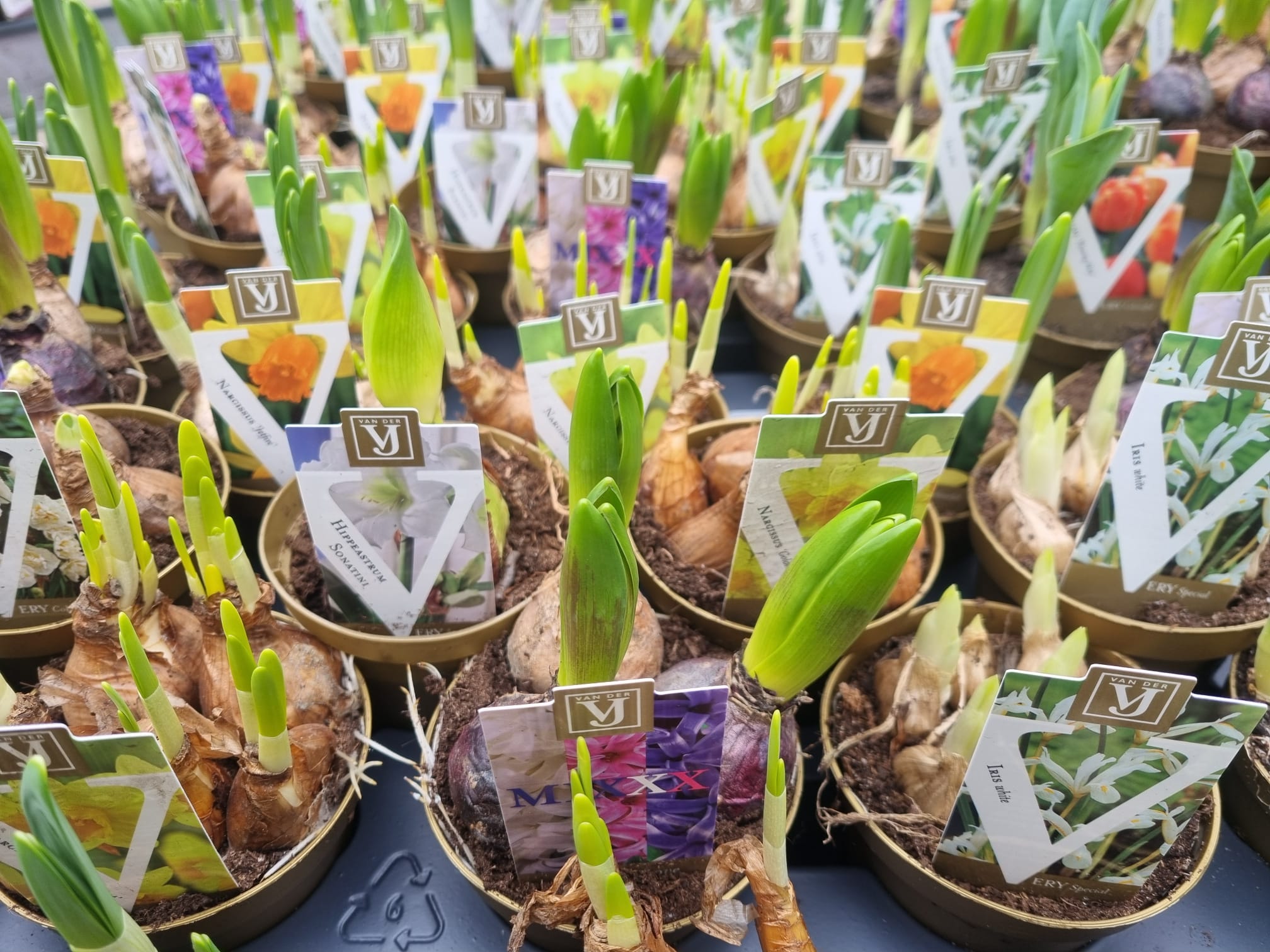 Bulb Mix x4 - Holland House Garden Centre Preston