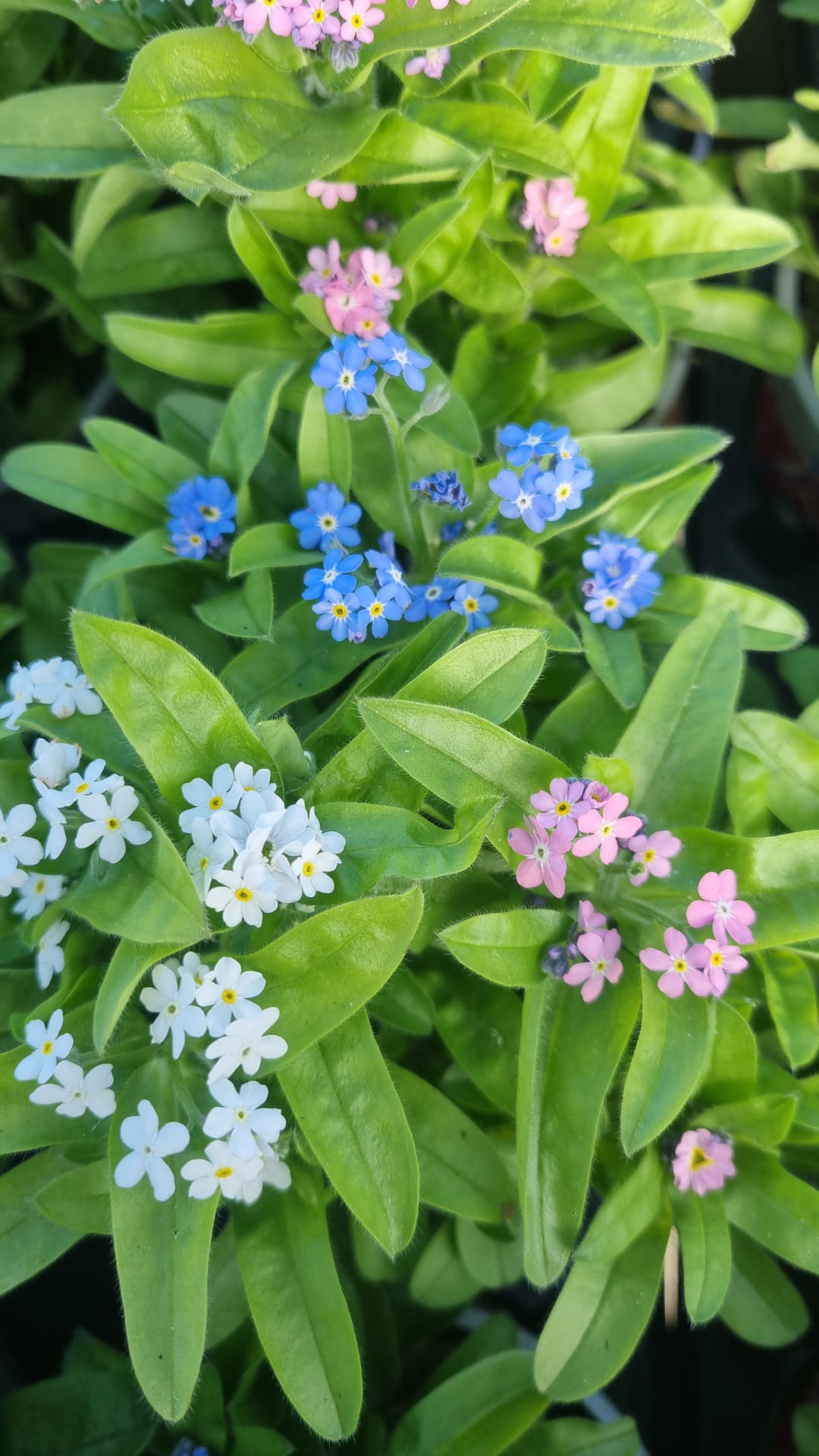 Forget me not-festival colours 12cm - Holland House Garden Centre Preston