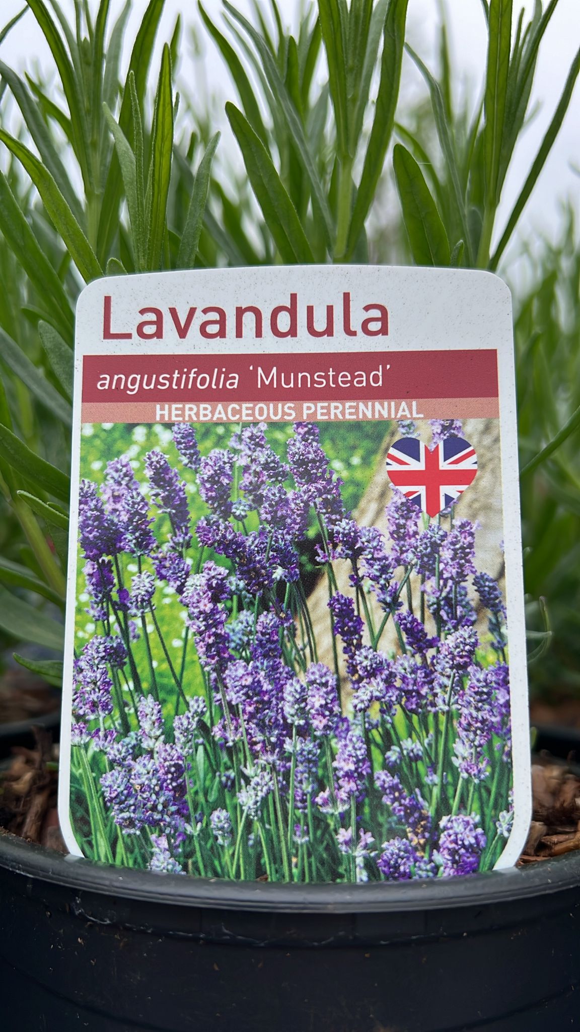 Lavandula Angustifolia 1ltr - Holland House Garden Centre Preston