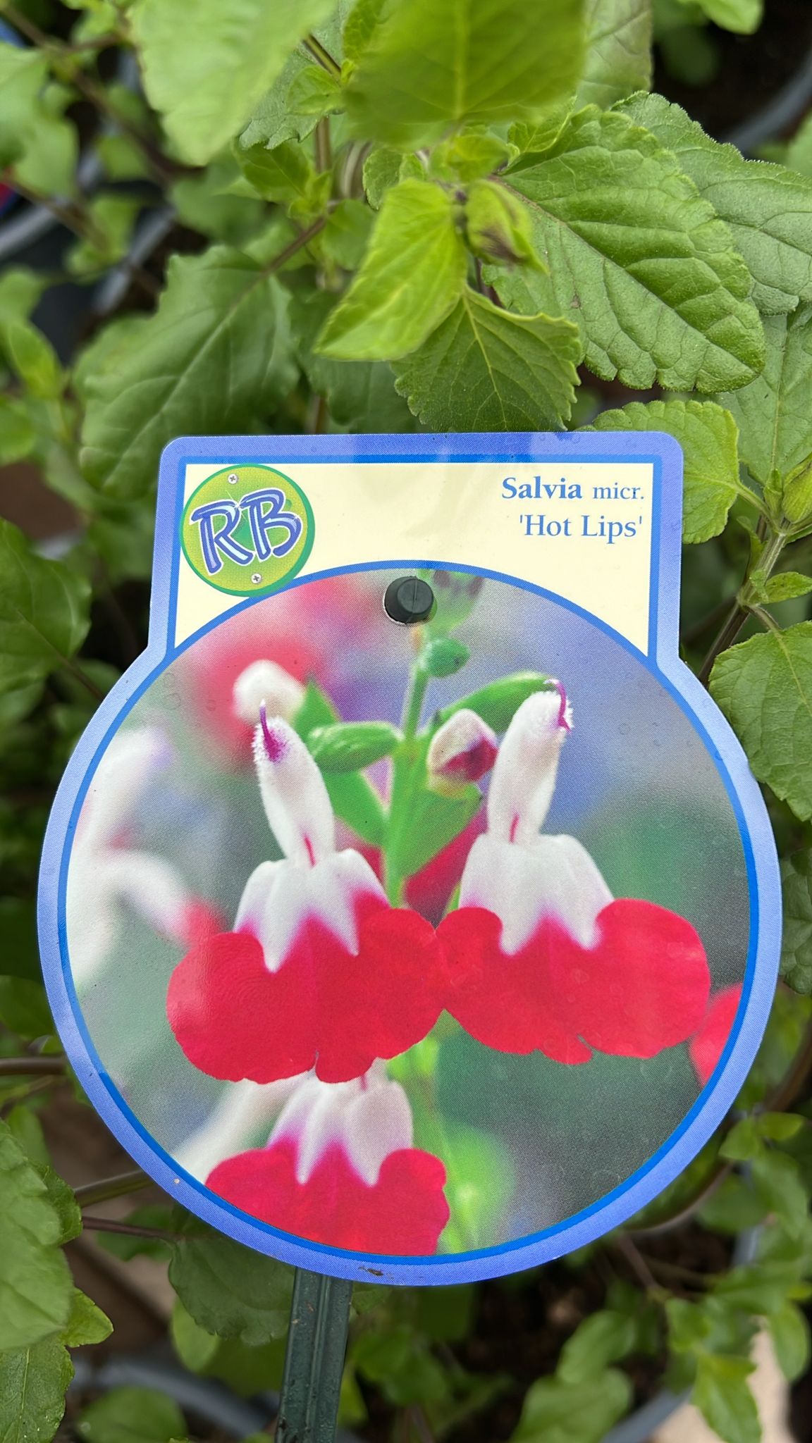 Hot Lips Plant Salvia X Jamensis 'Hot Lips' Riverside Garden Centre