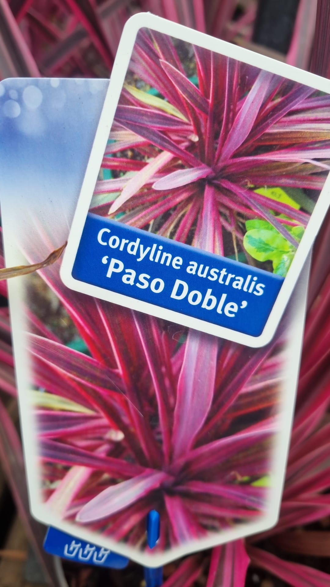 Cordyline paso double 3ltr - Holland House Garden Centre Preston