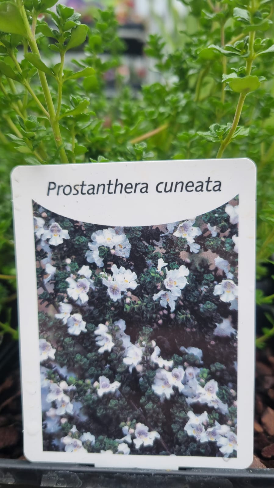 Prostanthera cuneata 2ltr - Holland House Garden Centre Preston