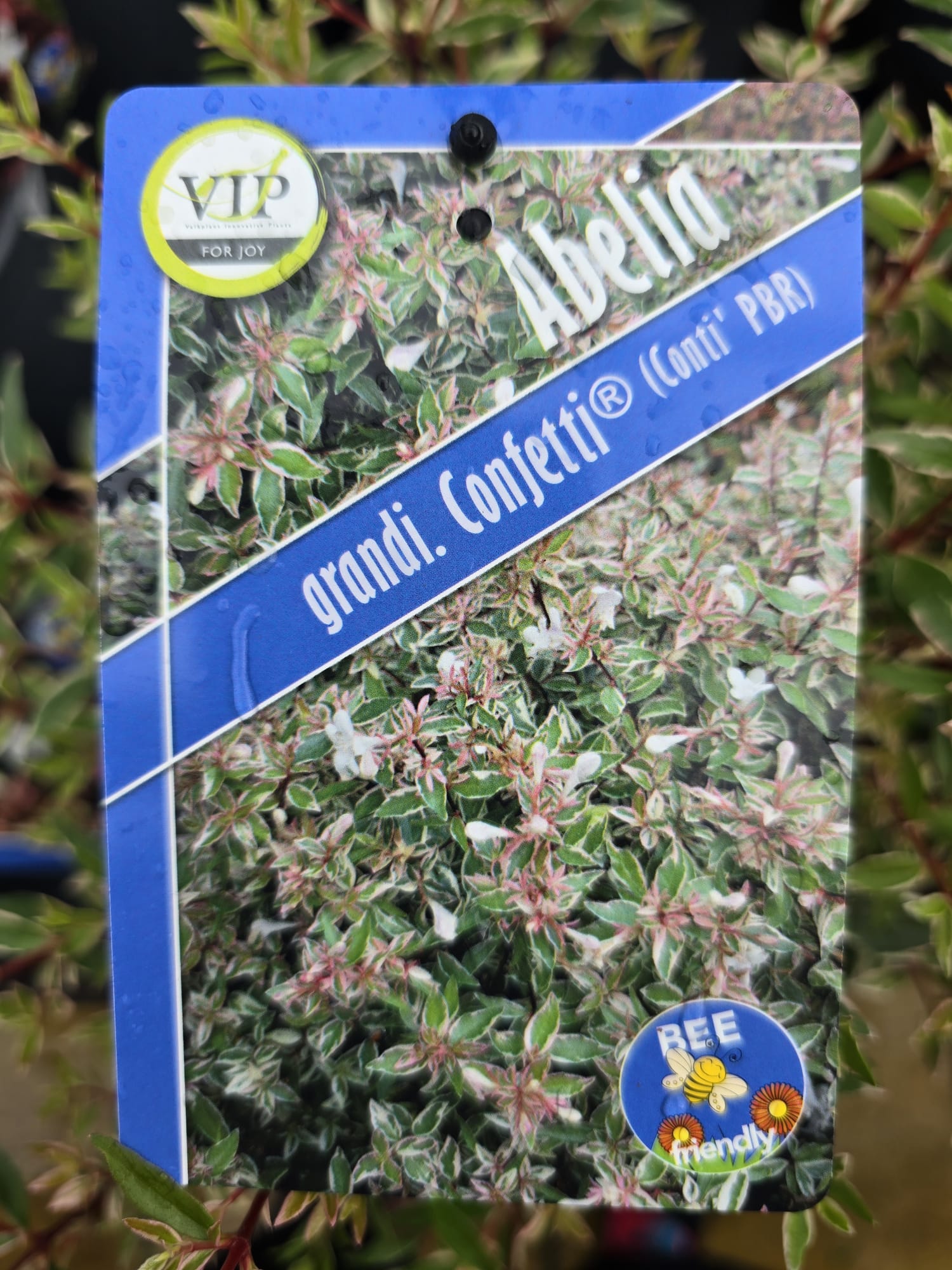 Abelia grandiflora confetti 2ltr - Holland House Garden Centre Preston