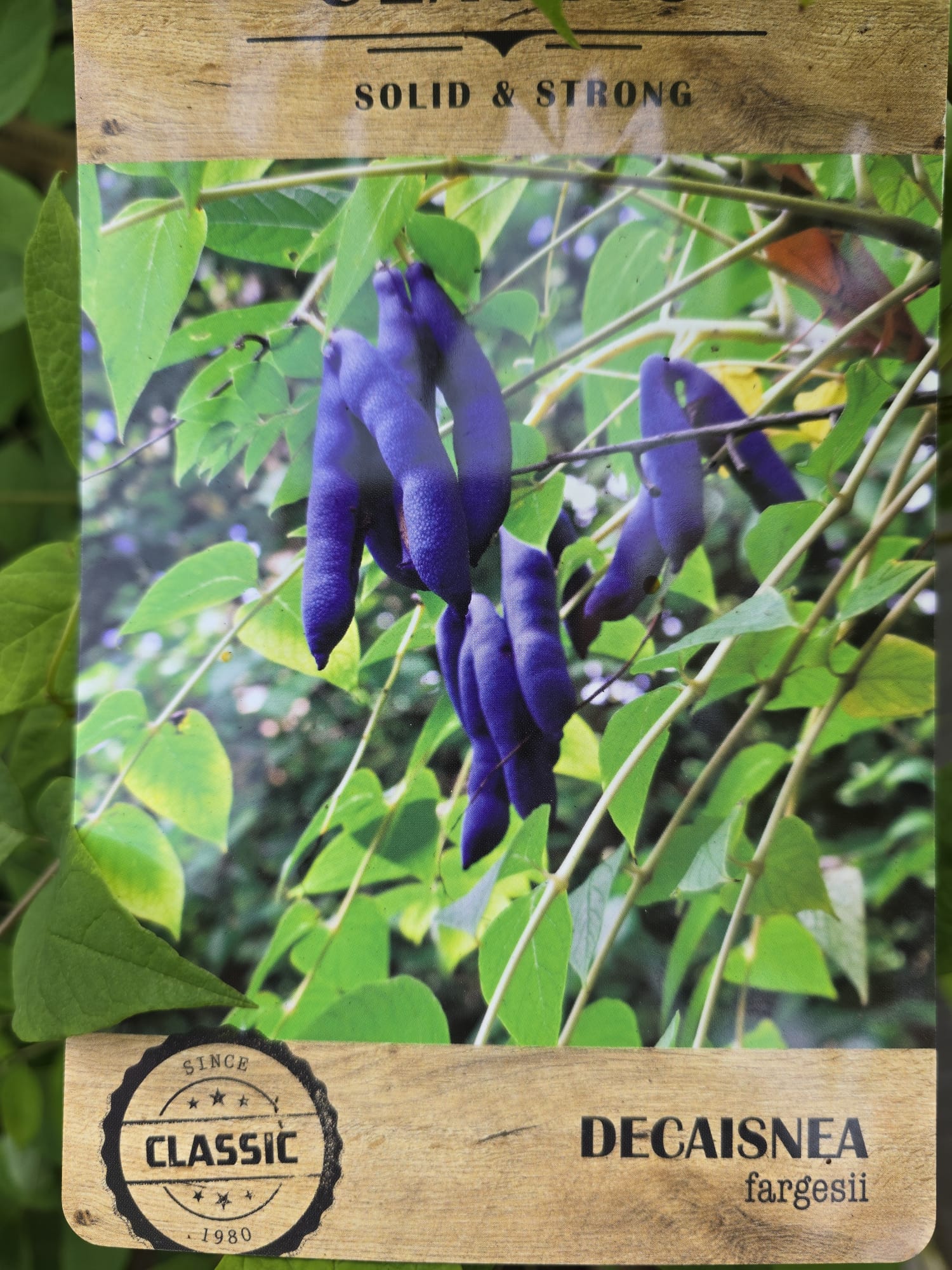 Decaisnea fargesii 7.5ltr - Holland House Garden Centre Preston