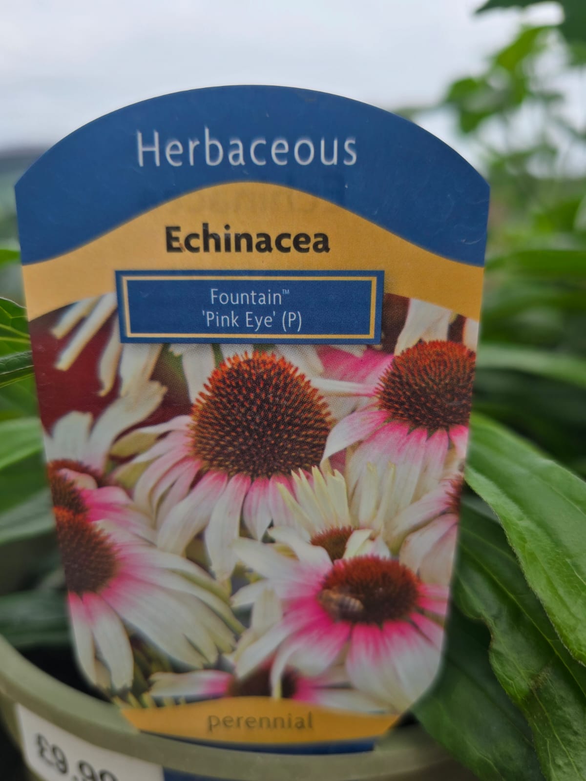 Echinacea pink eye 2ltr - Holland House Garden Centre Preston
