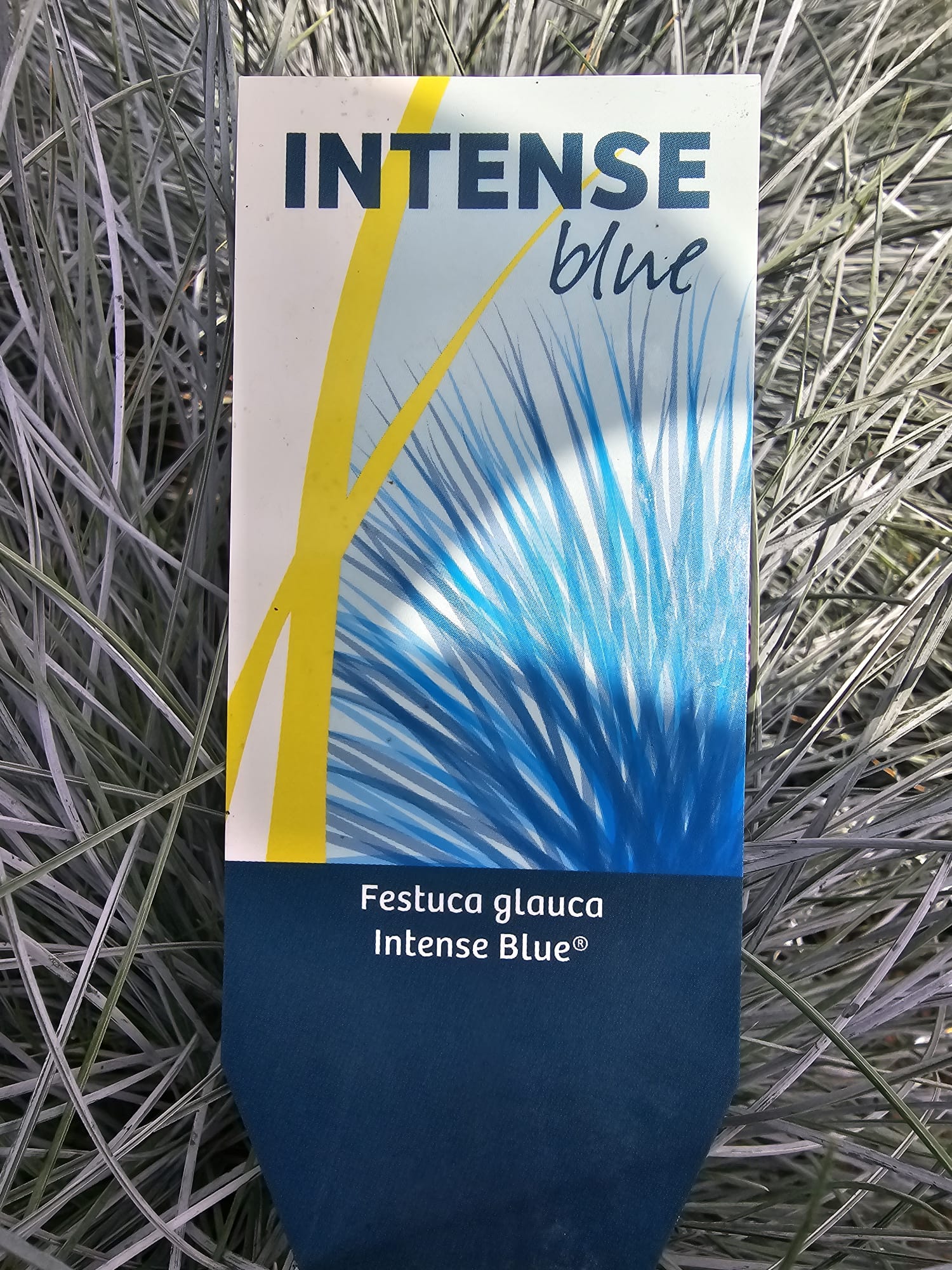 Festuca glauca intense blue 2ltr - Holland House Garden Centre Preston