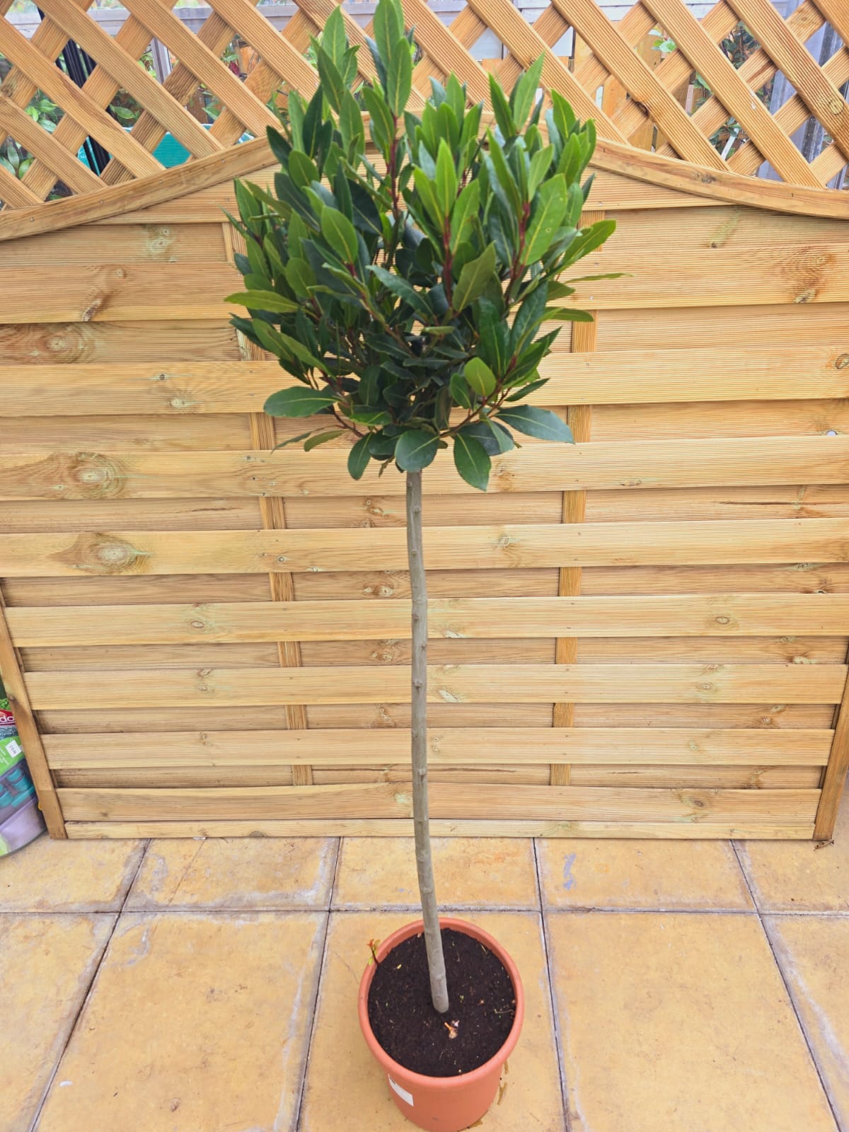 Laurus noblis half std - Holland House Garden Centre Preston