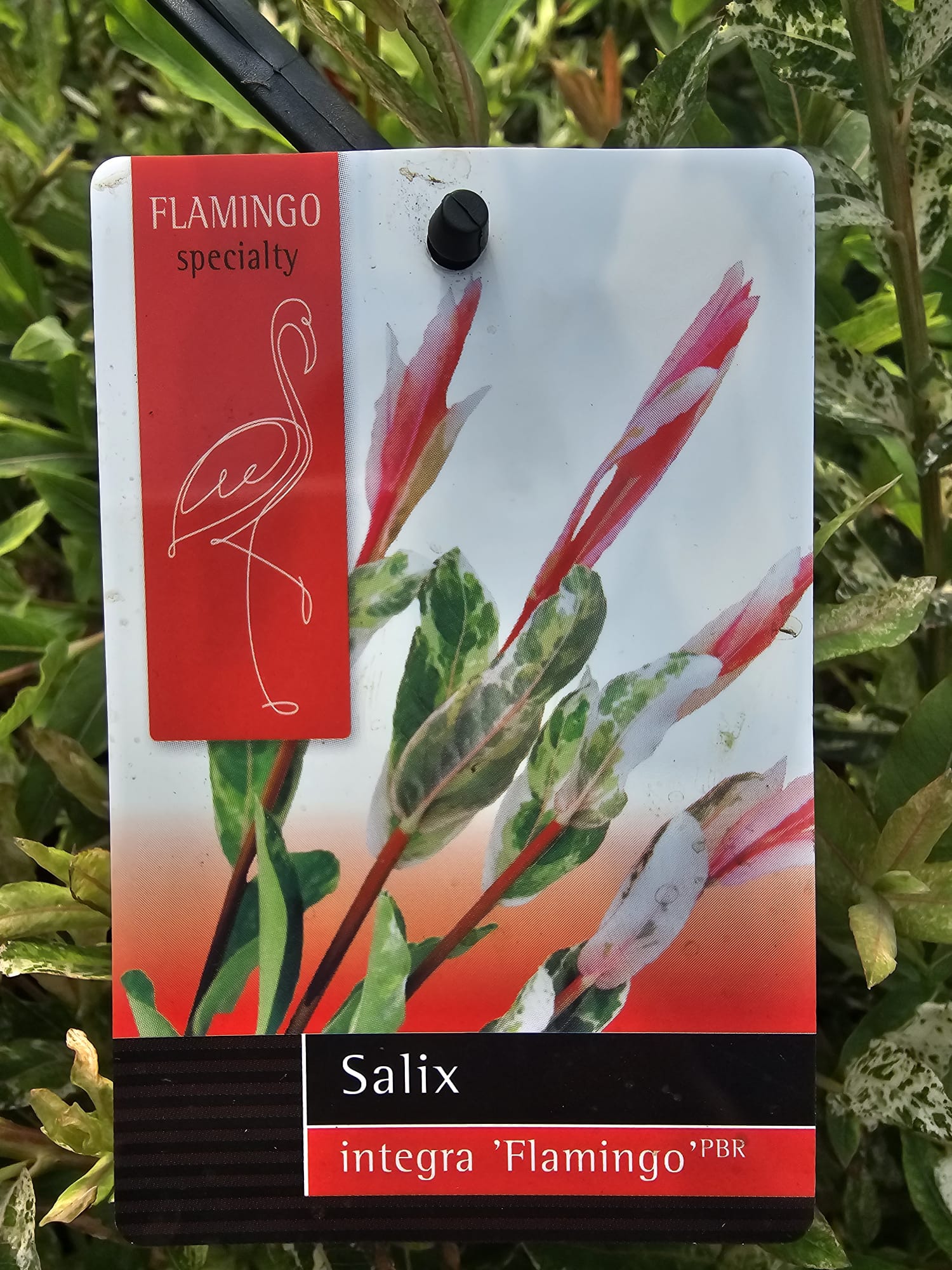 Salix integra flamingo bush 2ltr - Holland House Garden Centre Preston
