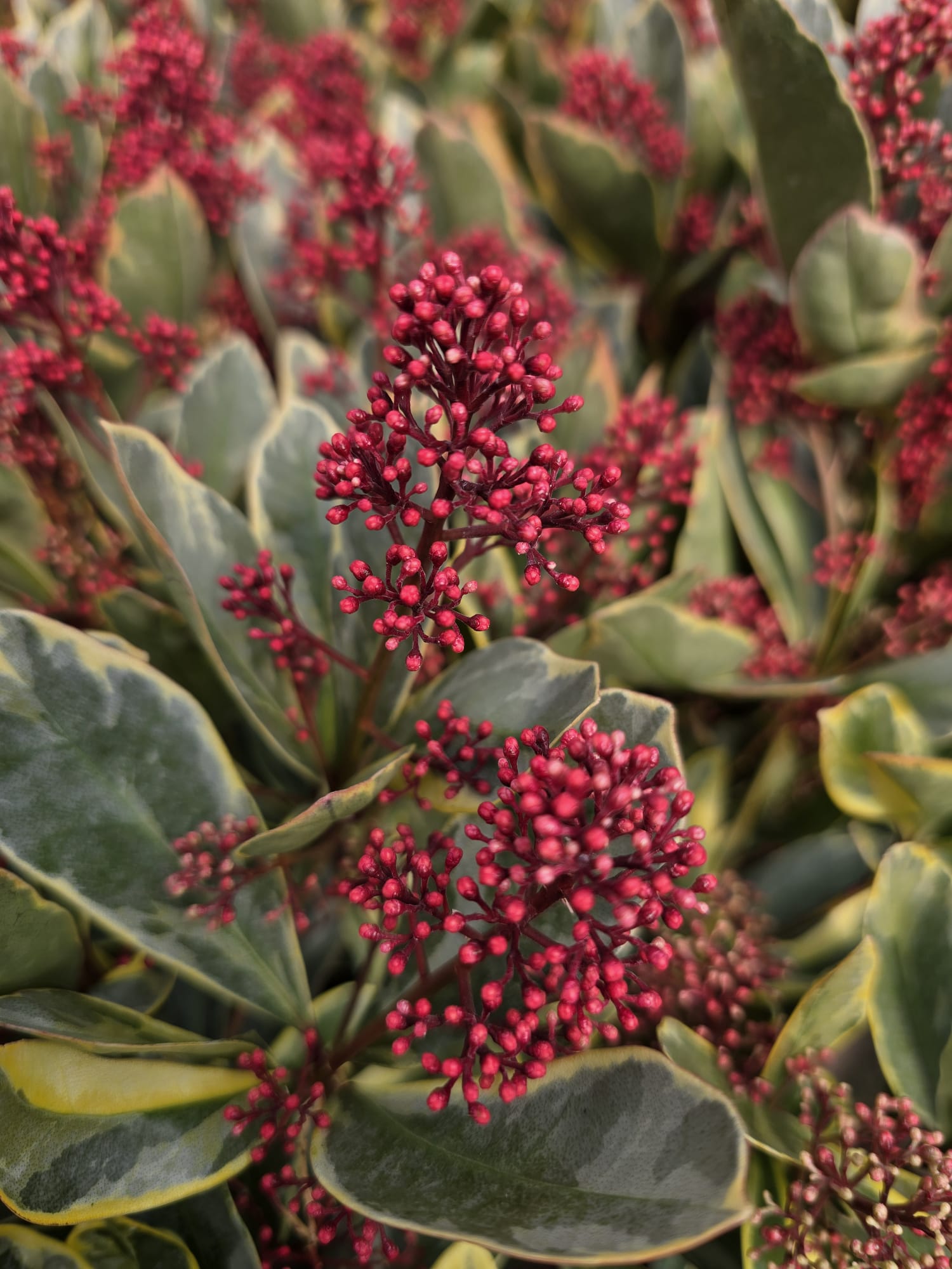 Skimmia japonica perosa 5ltr - Holland House Garden Centre Preston