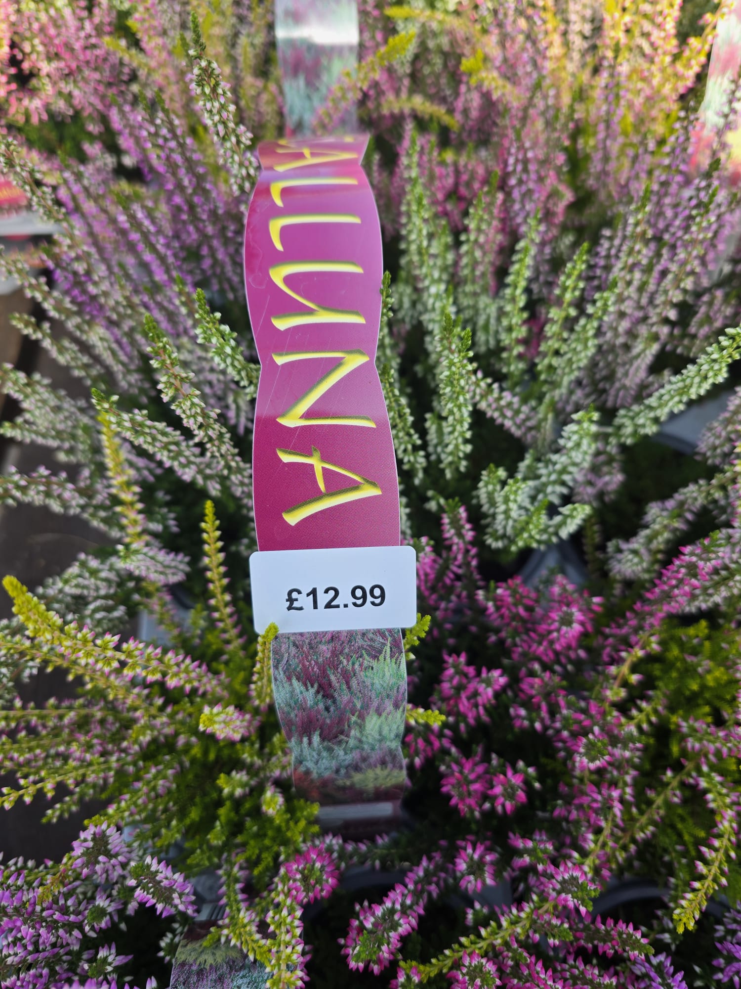 Calluna mix 6 pack - Holland House Garden Centre Preston