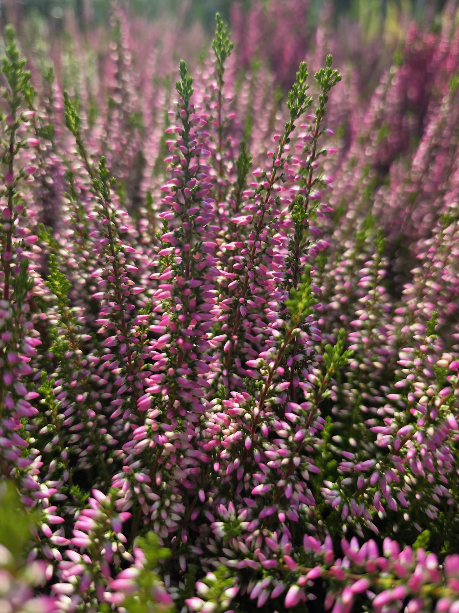 Calluna pink 10cm - Holland House Garden Centre Preston