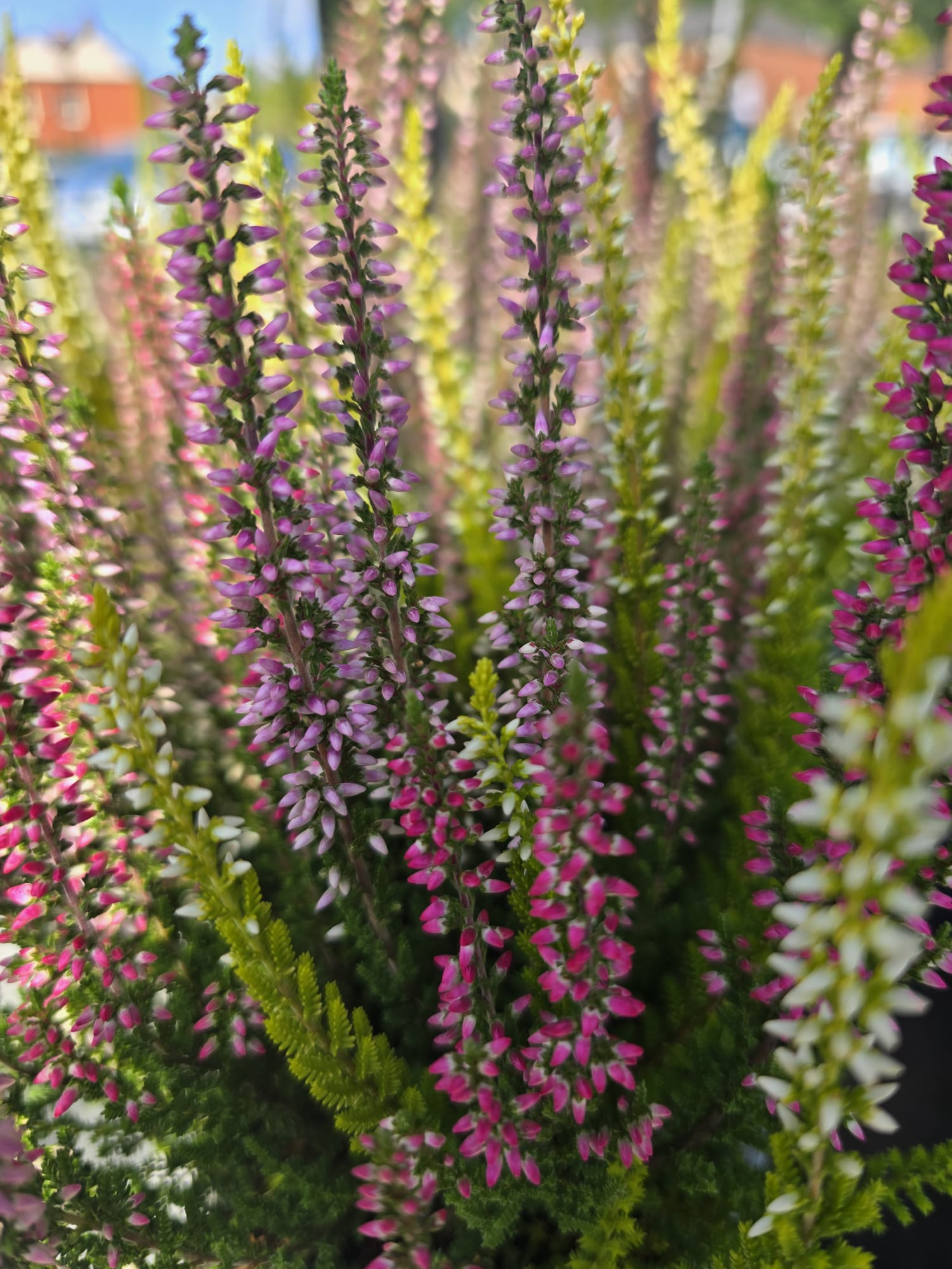 Calluna trio 10 cm - Holland House Garden Centre Preston