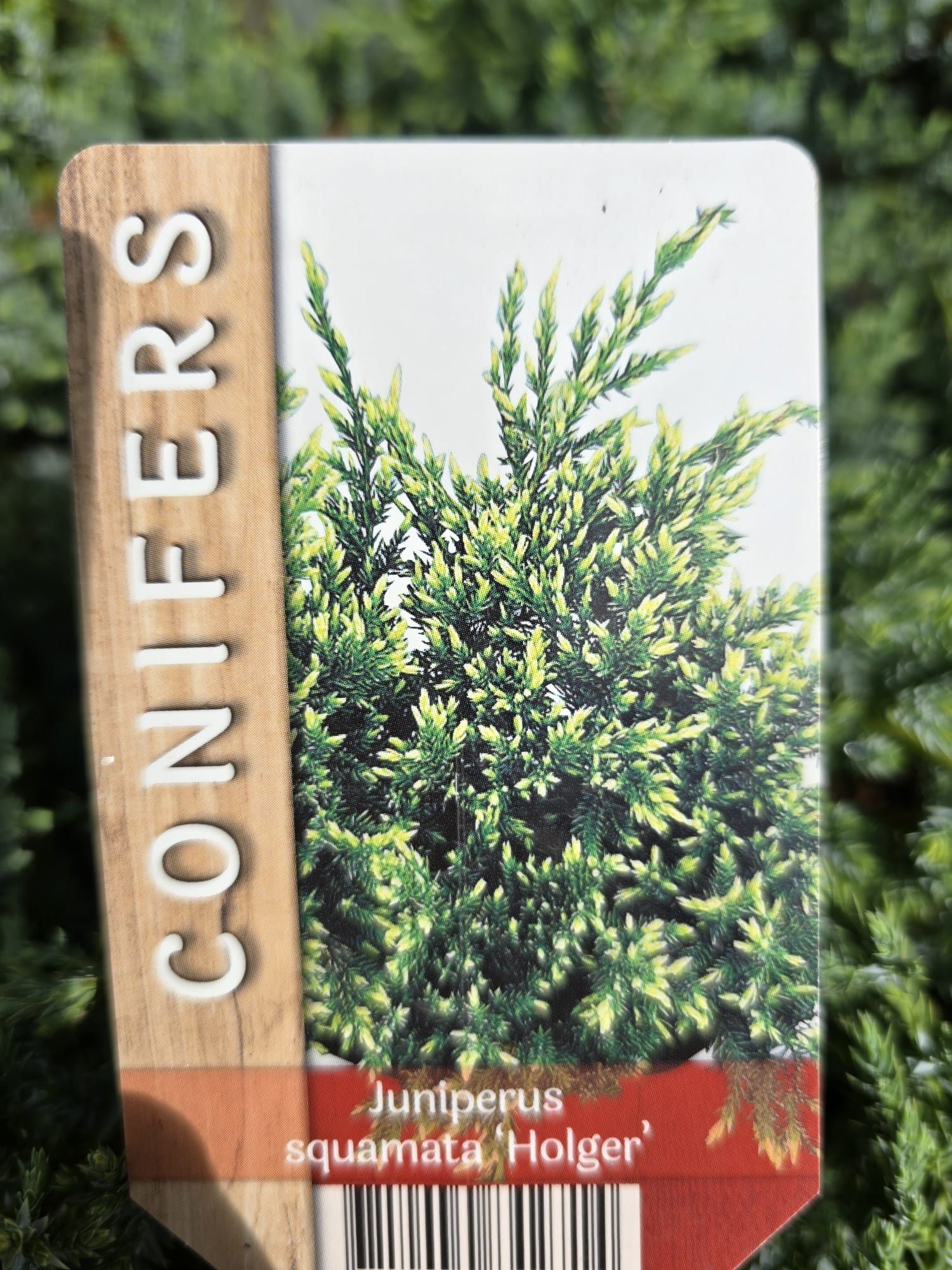 Juniperus holger 2ltr - Holland House Garden Centre Preston