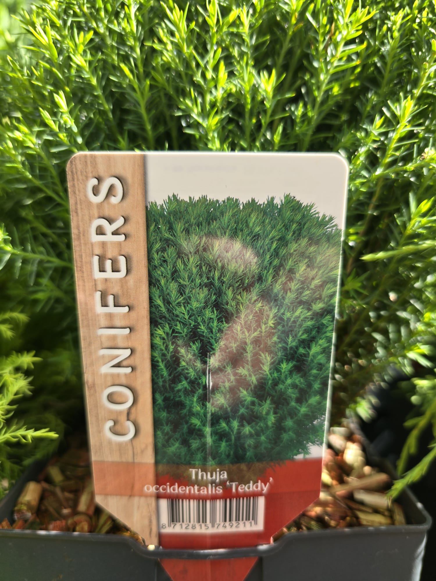Thuja teddy 2ltr - Holland House Garden Centre Preston