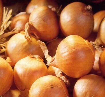 Sturon onion sets Qty50 - Holland House Garden Centre Preston