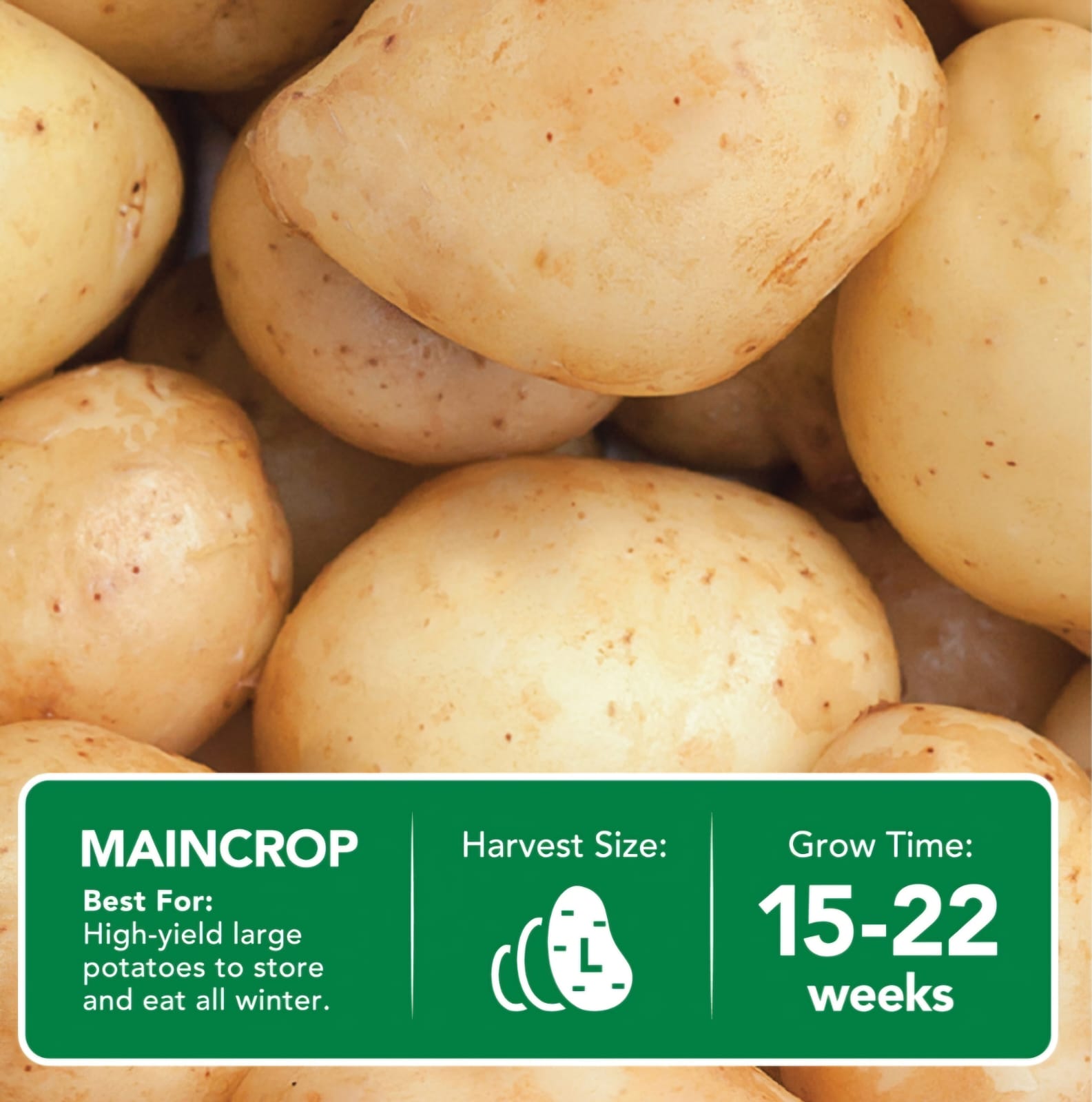 Picasso Seed Potatoes 2kg - Holland House Garden Centre Preston