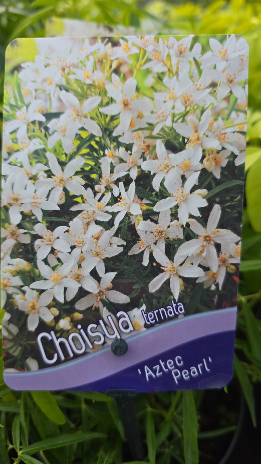 Choisya aztec pearl 2ltr - Holland House Garden Centre Preston