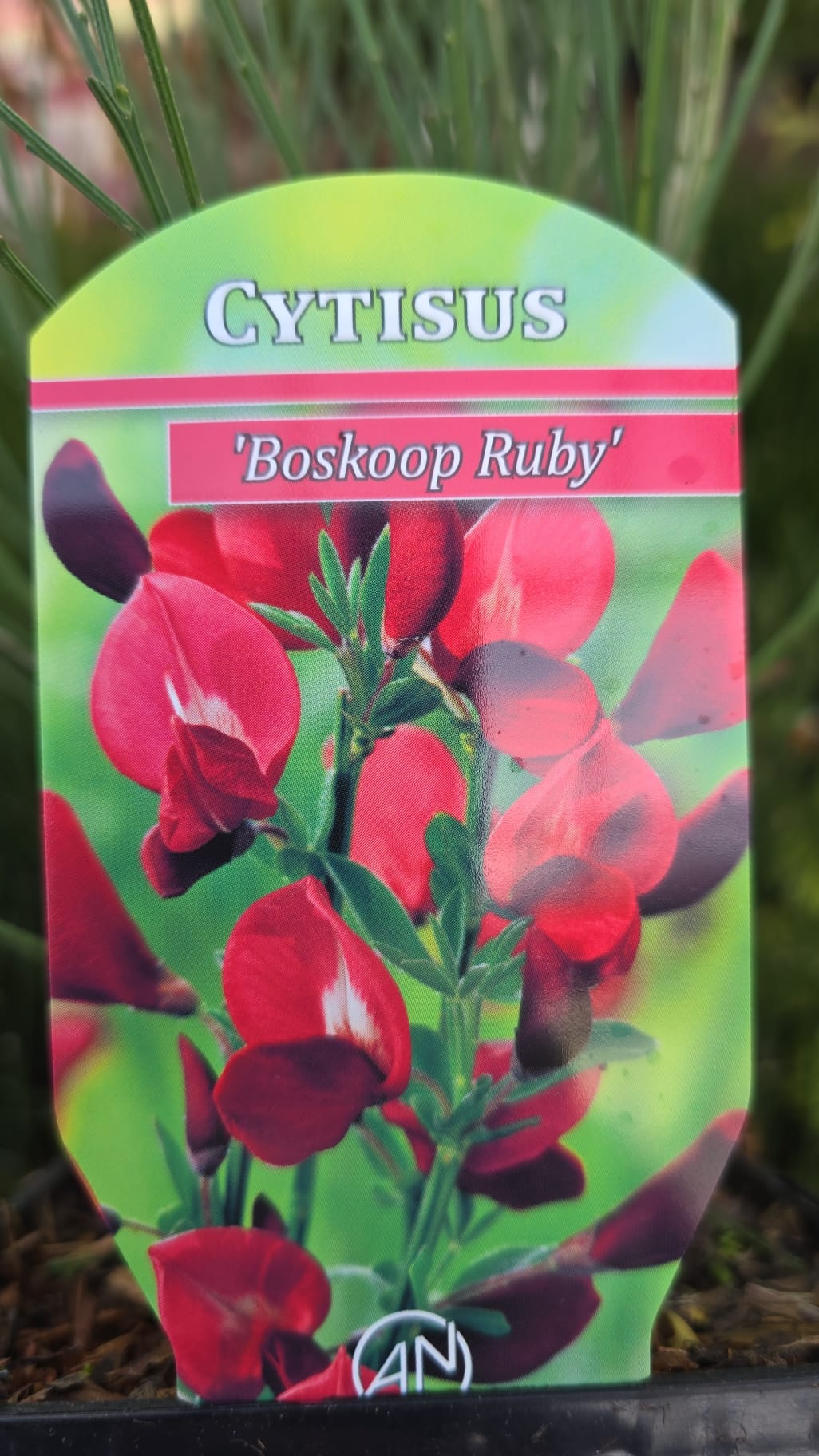 Cytisus boskoop Ruby 1.5ltr - Holland House Garden Centre Preston