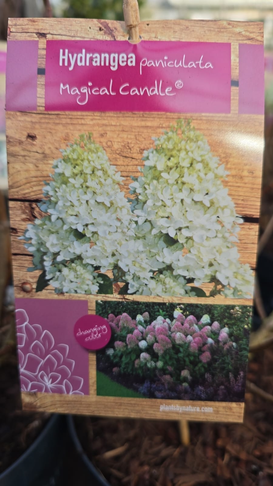 Hydrangea paniculata magical candle 5ltr - Holland House Garden Centre ...