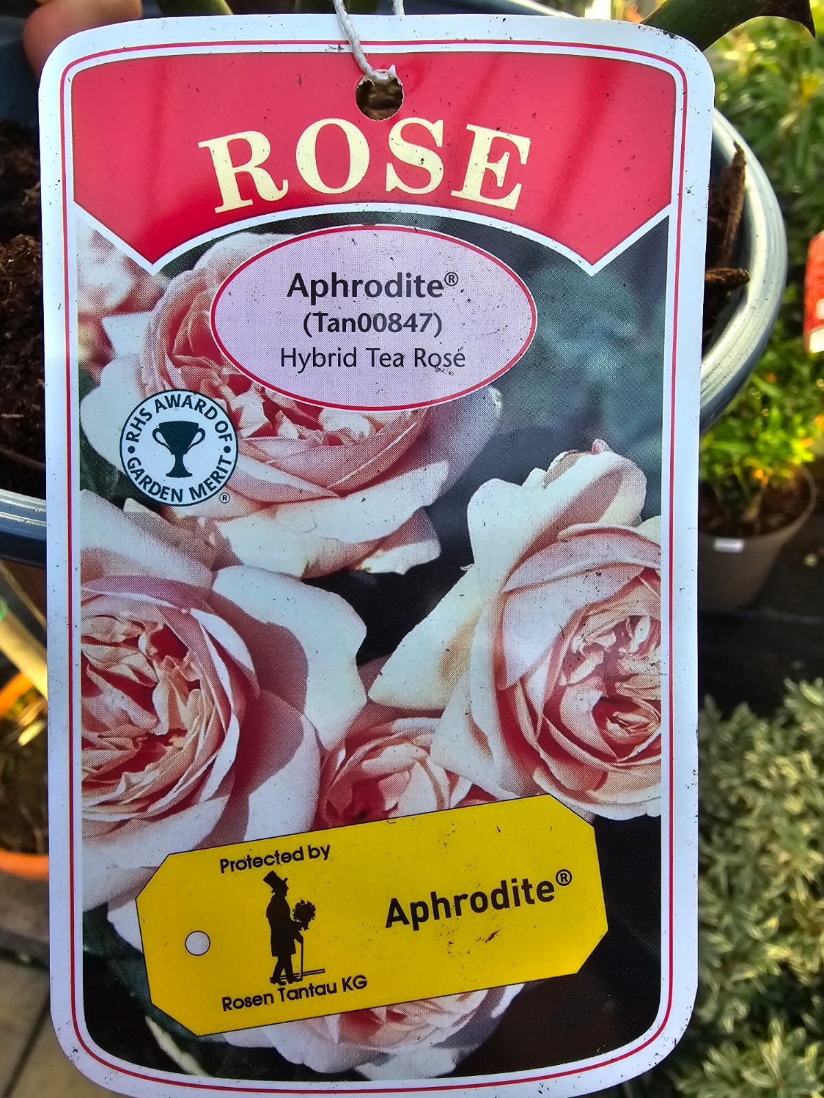 Rose aphrodite 2ltr - Holland House Garden Centre Preston