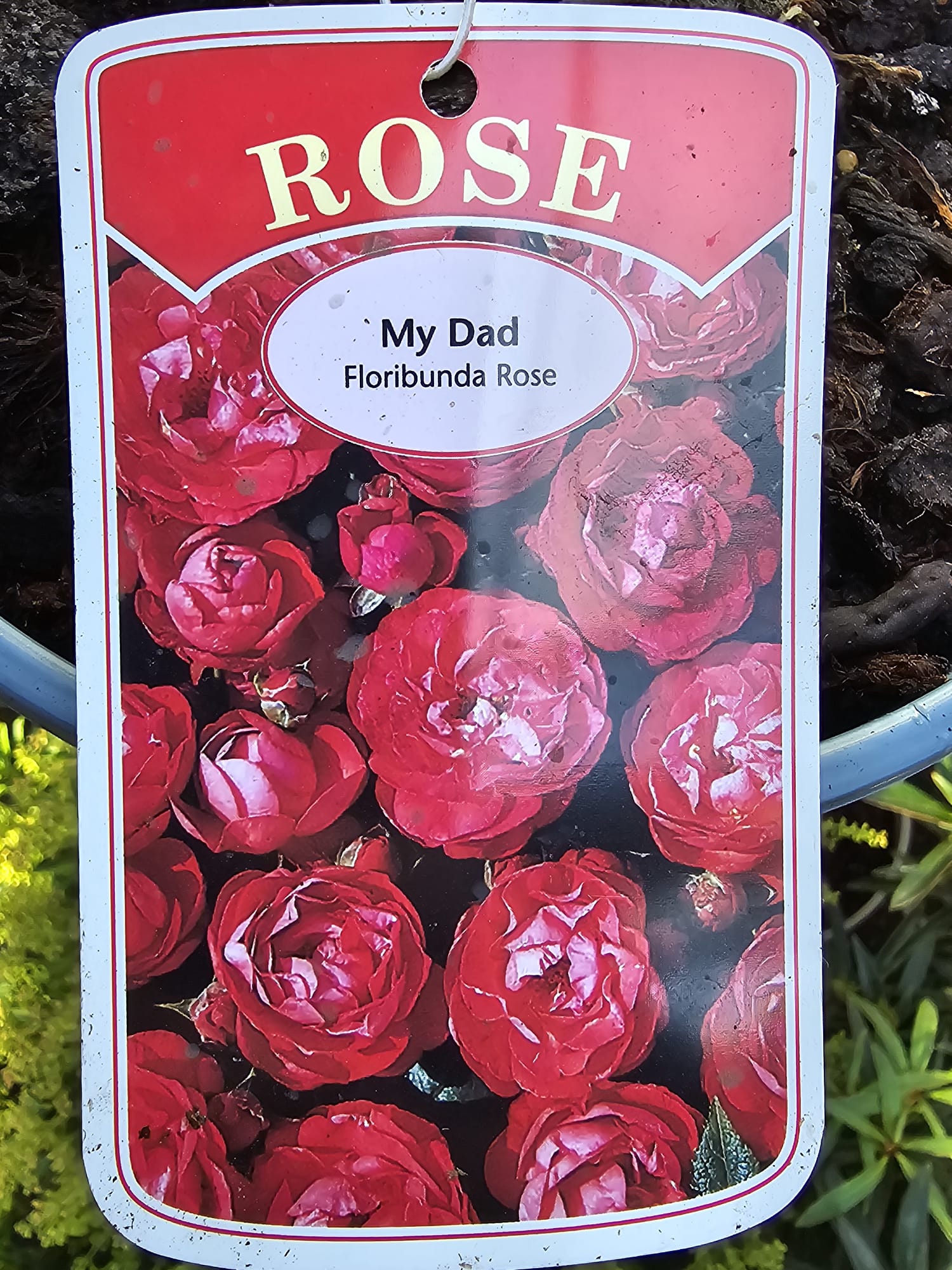 Rose my dad 2ltr - Holland House Garden Centre Preston