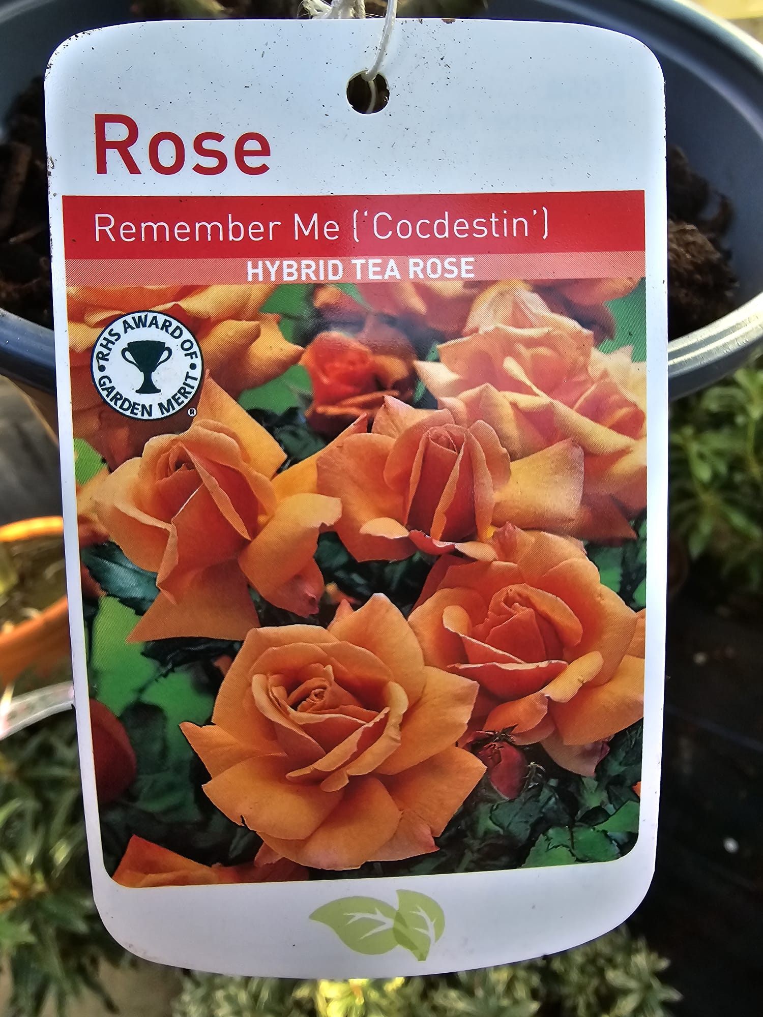 Rose remember me 2ltr - Holland House Garden Centre Preston