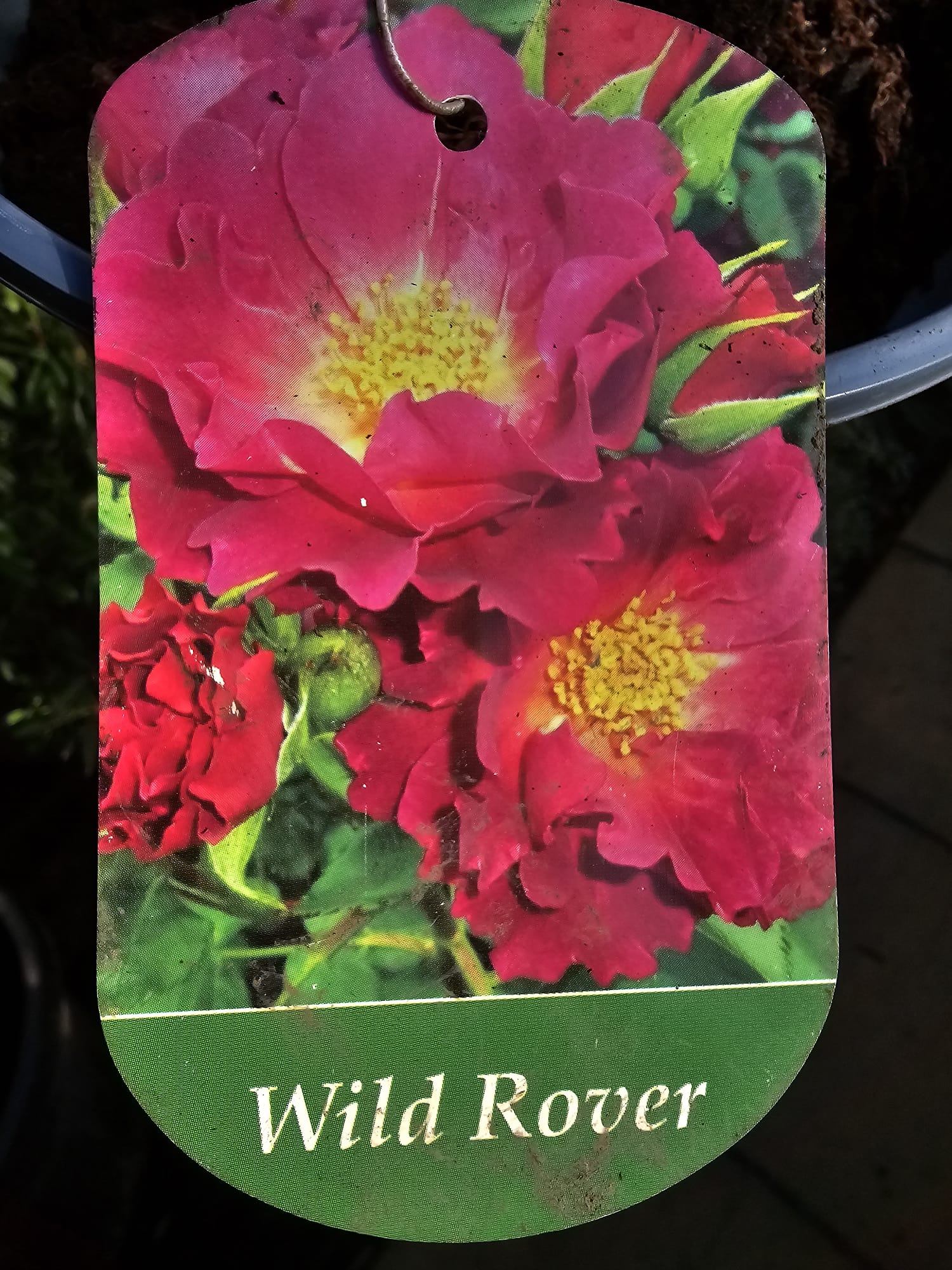 Rose wild rover 2ltr - Holland House Garden Centre Preston