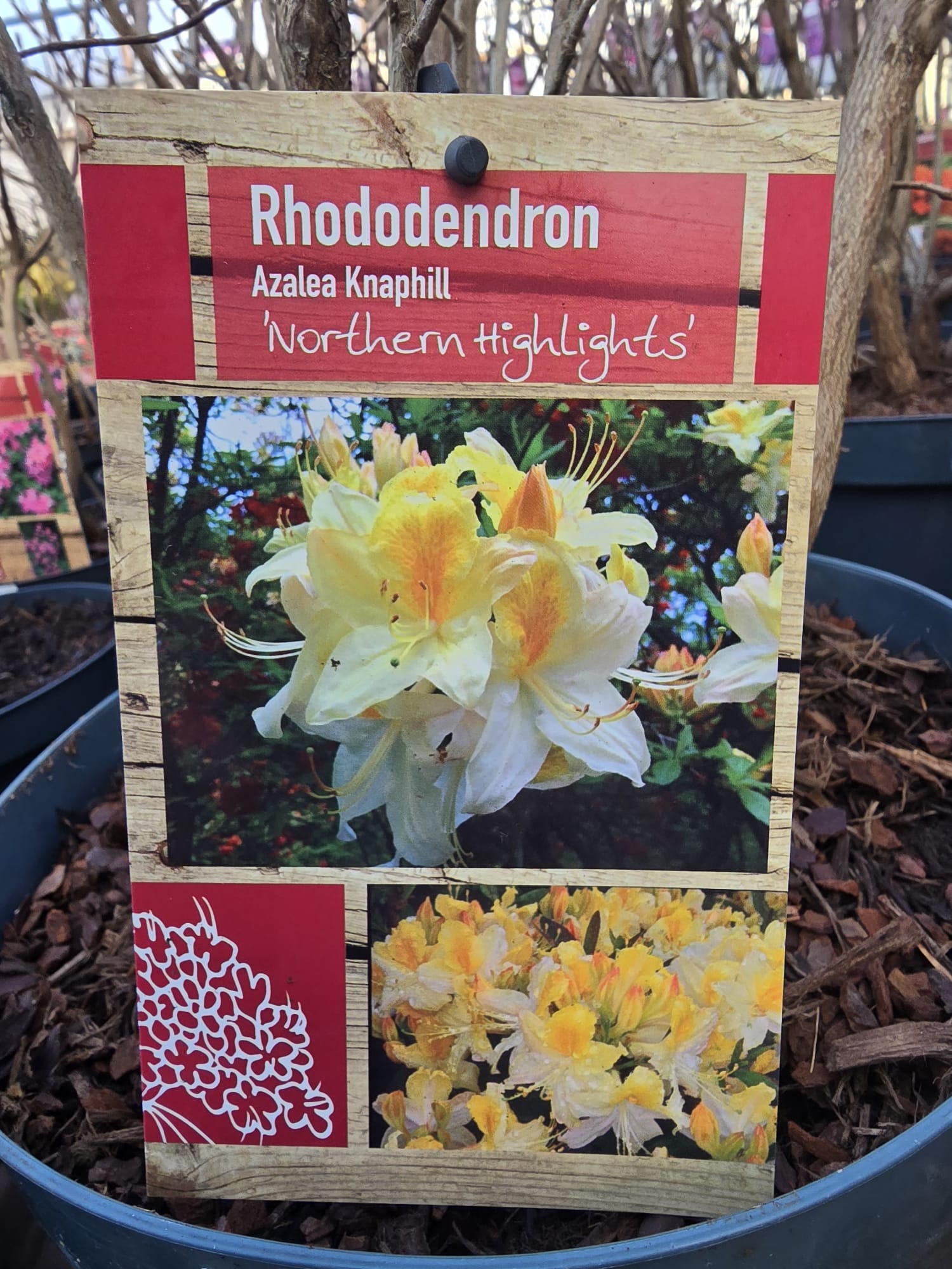Rhododendron Knaphill Northern highlights 7 ltr - Holland House Garden ...