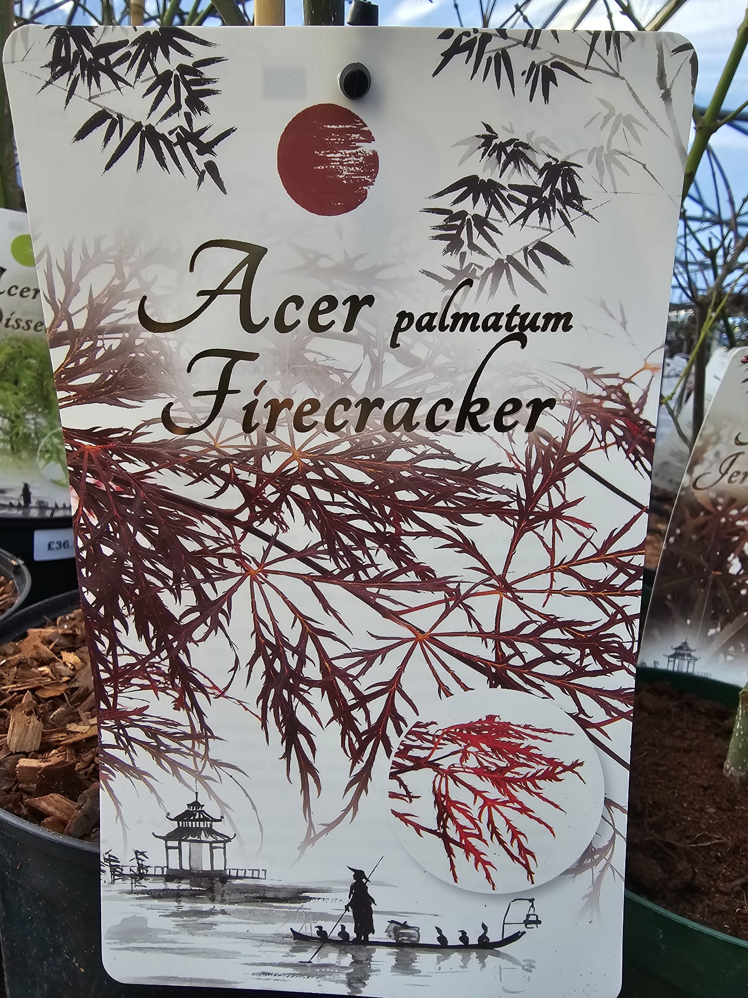 Acer Fire Cracker 5 Ltr - Holland House Garden Centre Preston