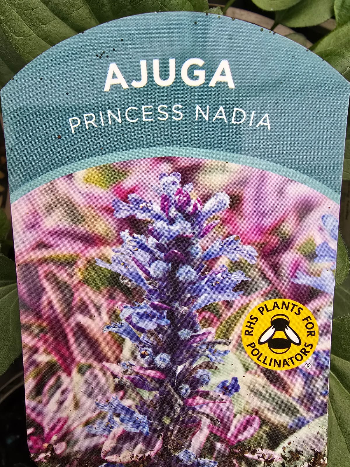 Ajuga princess nadia 2ltr £9.99 - Holland House Garden Centre Preston