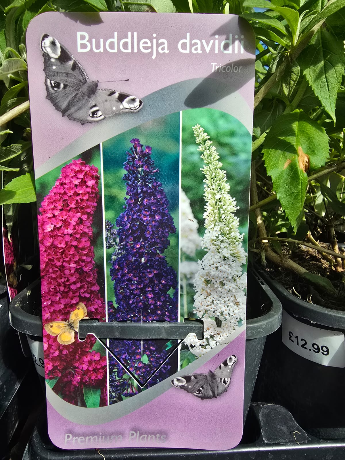 Buddleja tricolour 2ltr £12.99 - Holland House Garden Centre Preston