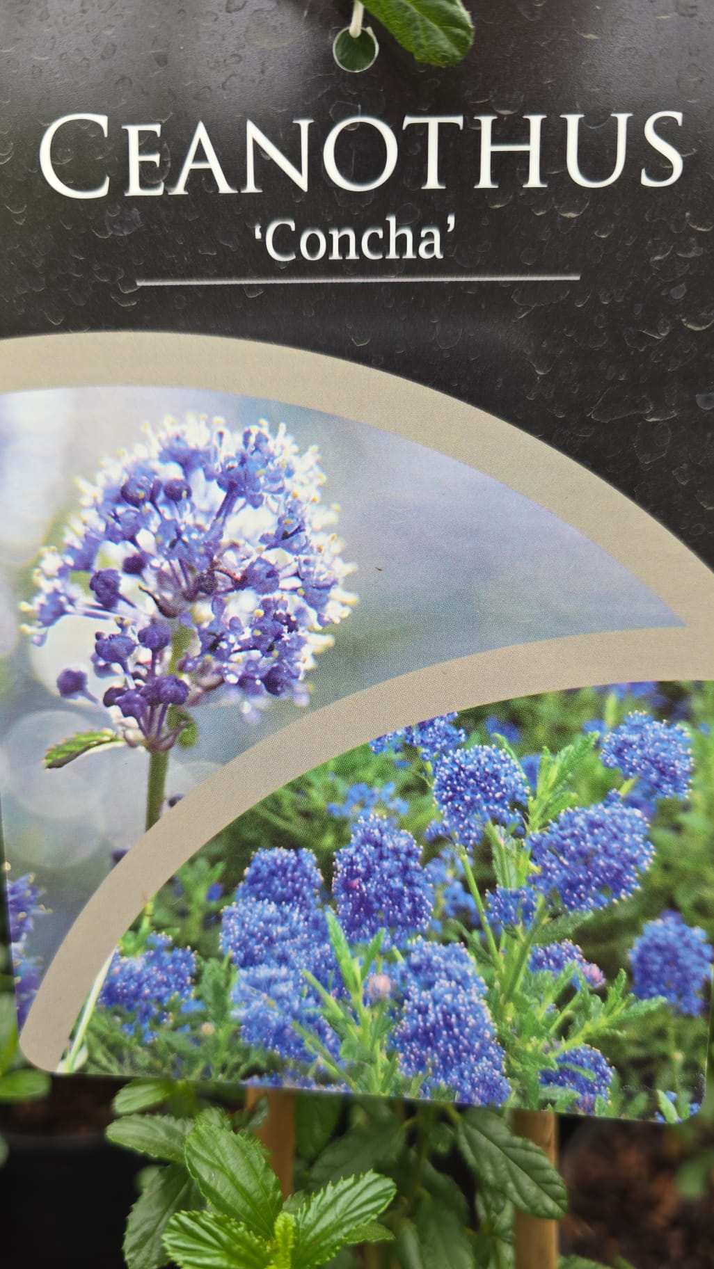 Ceanothus concha climbing 2ltr £17.99 - Holland House Garden Centre Preston