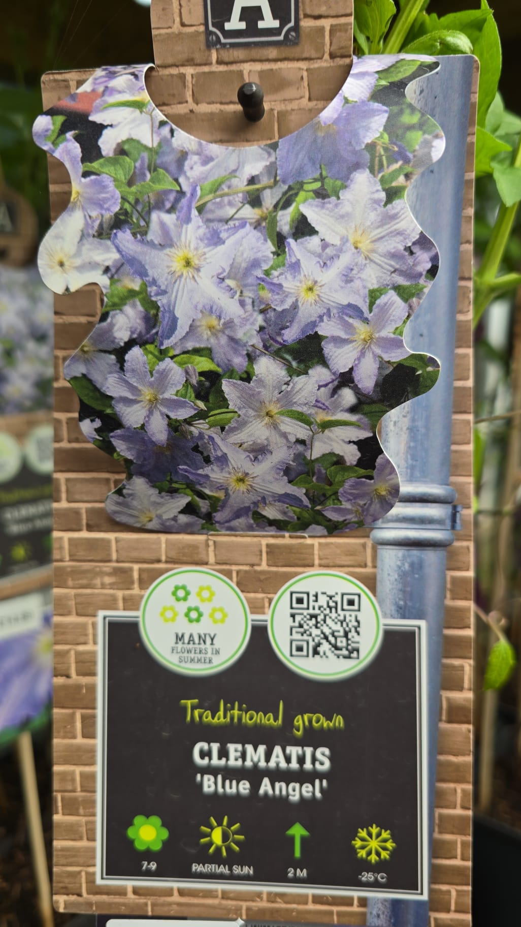 Clematis blue angel 2ltr £14.99 - Holland House Garden Centre Preston