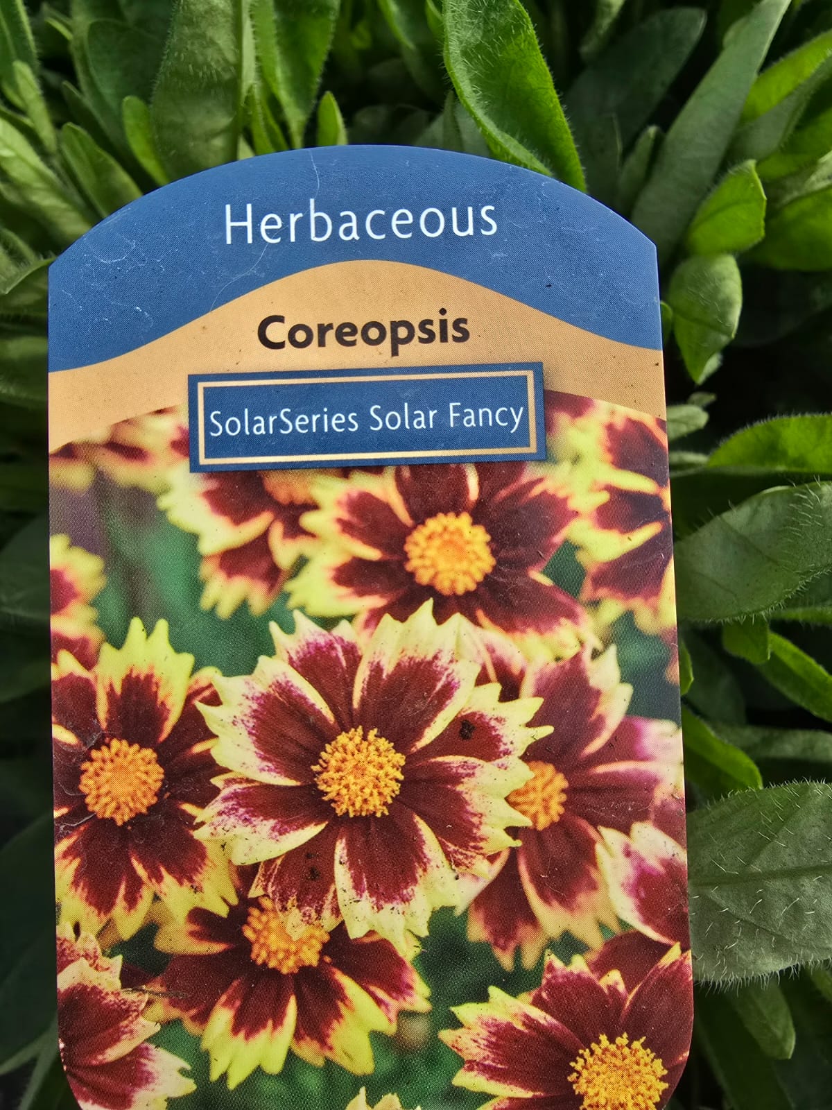 Coreopsis solar fancy 2ltr £9.99 - Holland House Garden Centre Preston