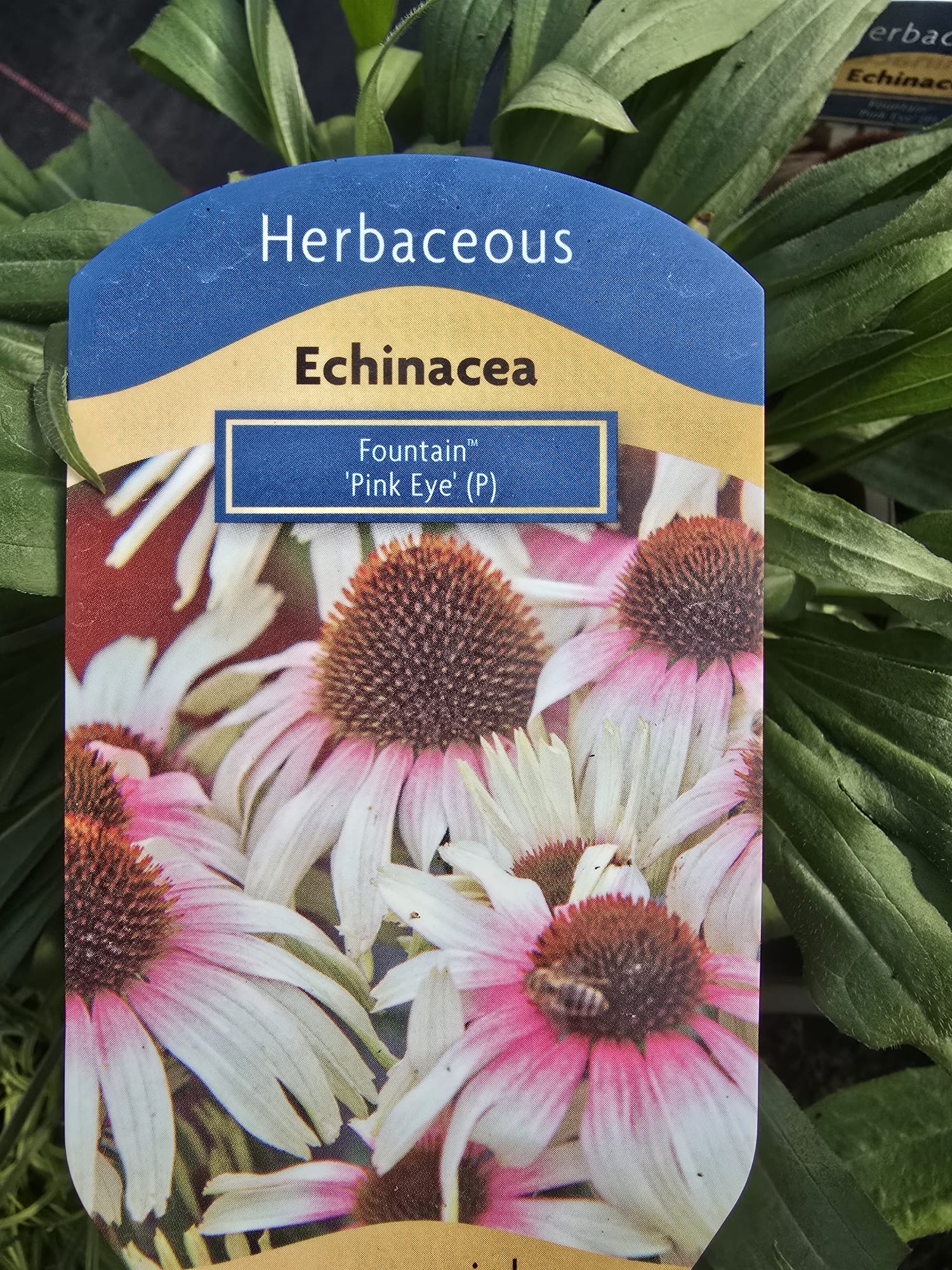 Echinacea pink eye 2ltr £9.99 - Holland House Garden Centre Preston