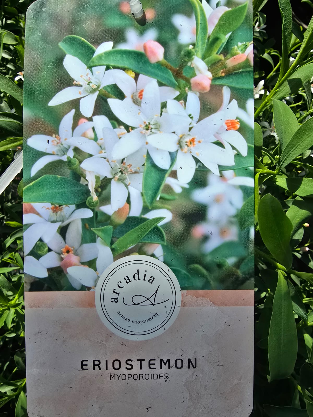 Eriostemon myoporoides 2ltr £18.99 - Holland House Garden Centre Preston