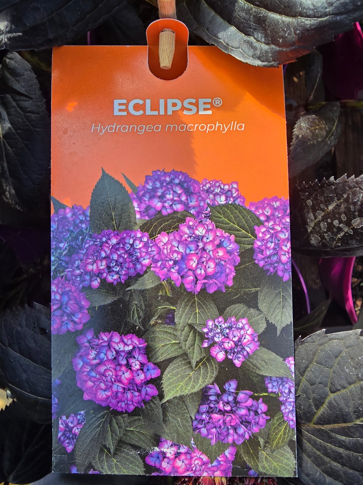 Hydrangea eclipse 4ltr £24.99 - Holland House Garden Centre Preston