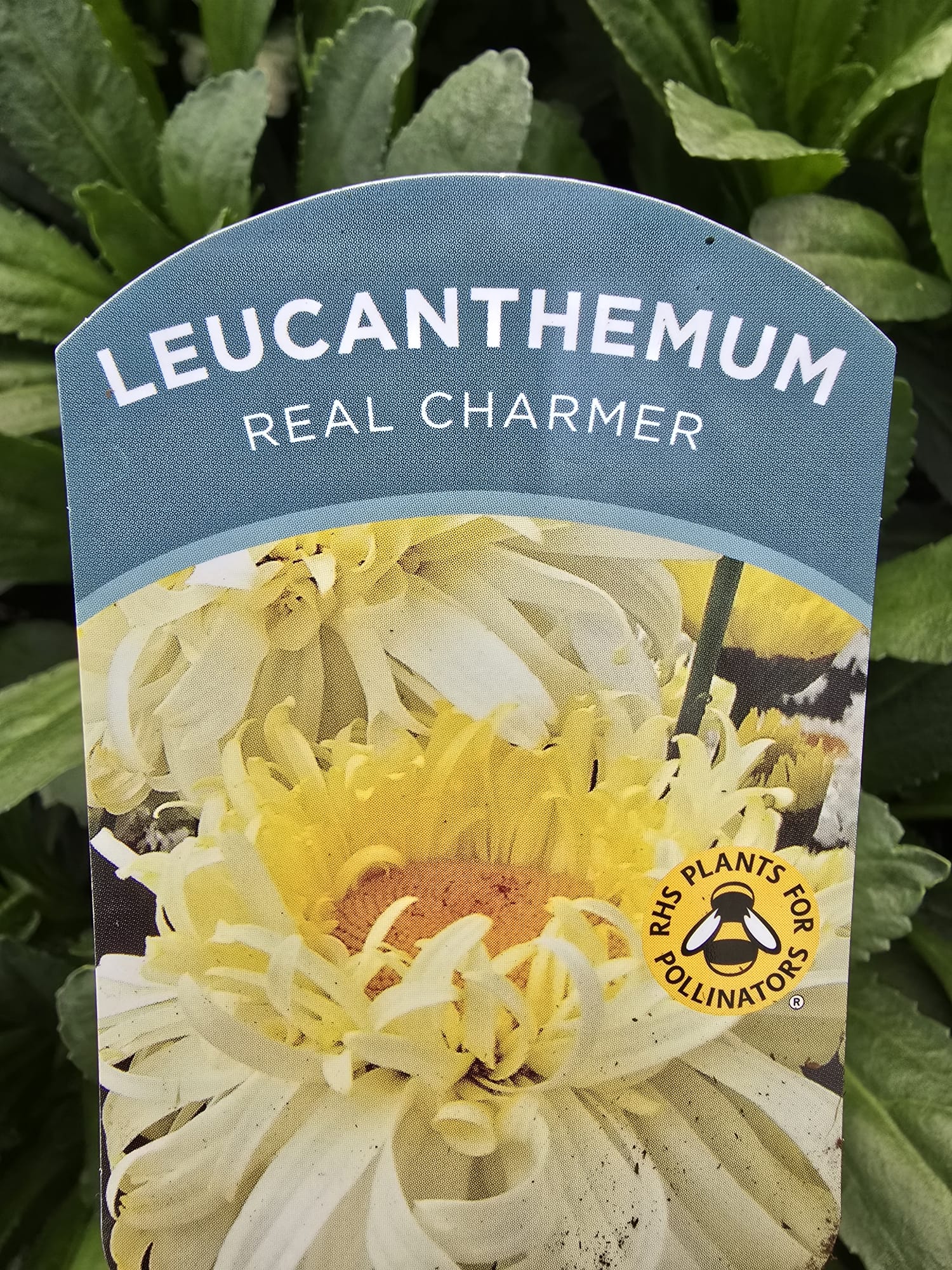 Leucanthemum real charmer 2ltr £9.99 - Holland House Garden Centre Preston