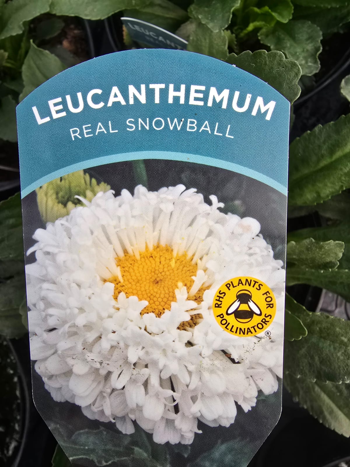 Leucanthemum snowball 2ltr £9.99 - Holland House Garden Centre Preston