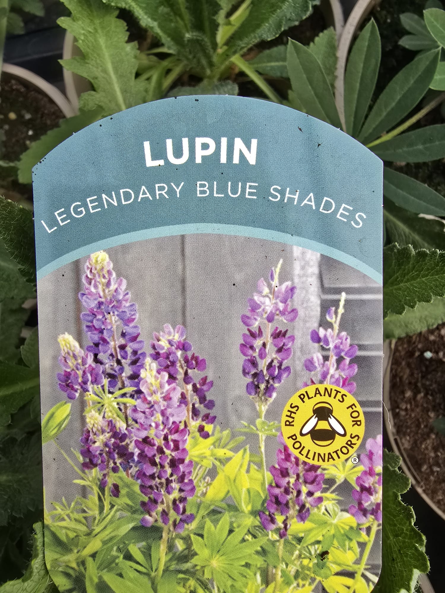 Lupin blue shades 2ltr £9.99 - Holland House Garden Centre Preston